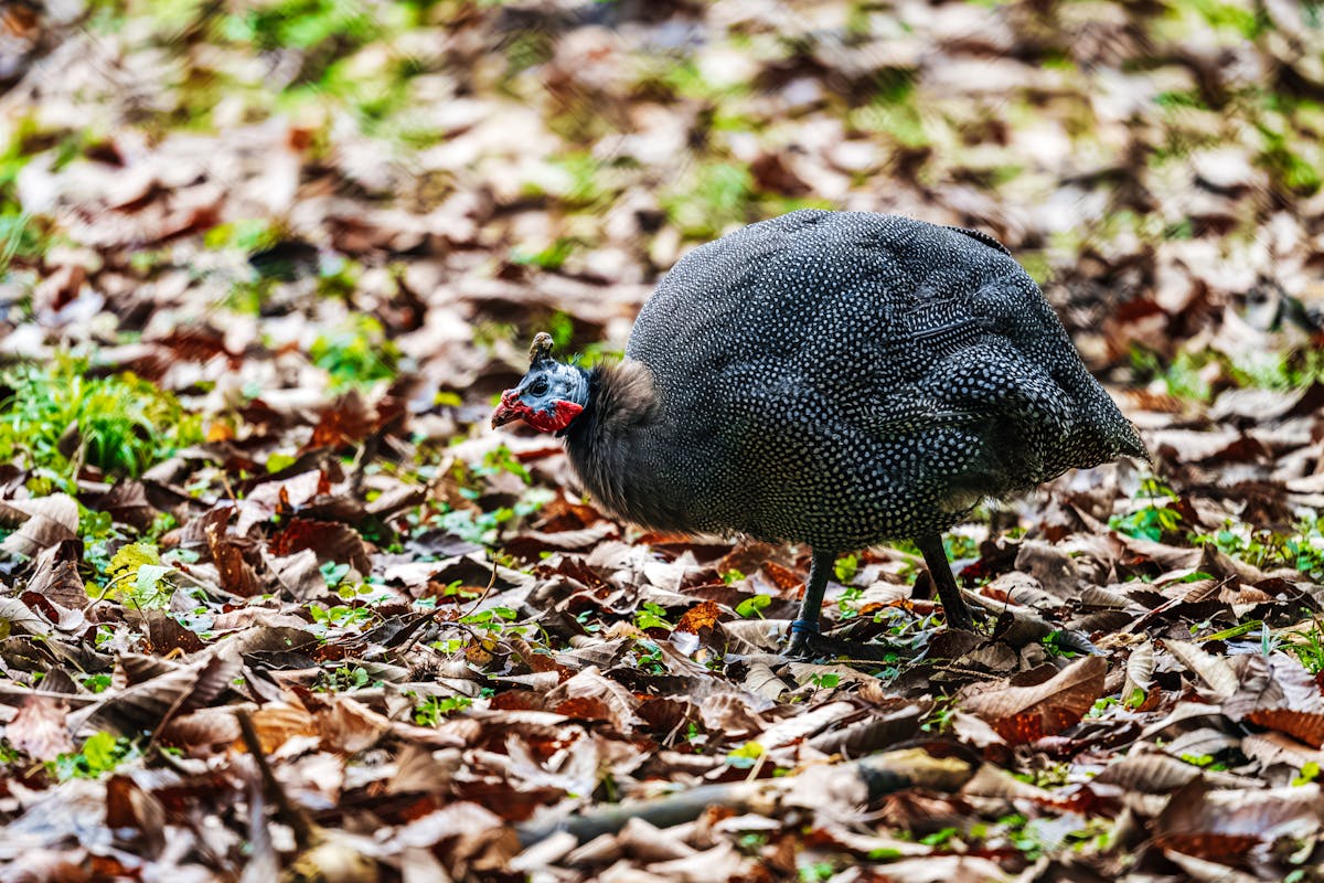 Guinea Fowl Photos, Download The BEST Free Guinea Fowl Stock Photos ...