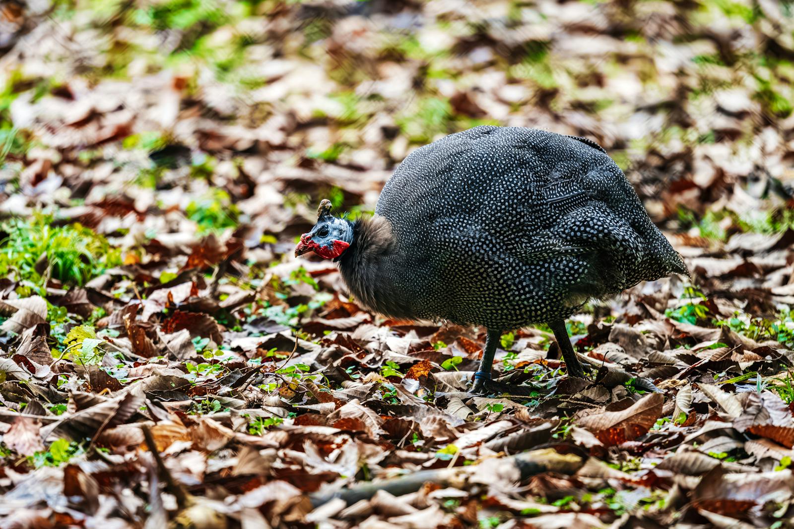 Guinea Fowl Photos, Download The BEST Free Guinea Fowl Stock Photos ...
