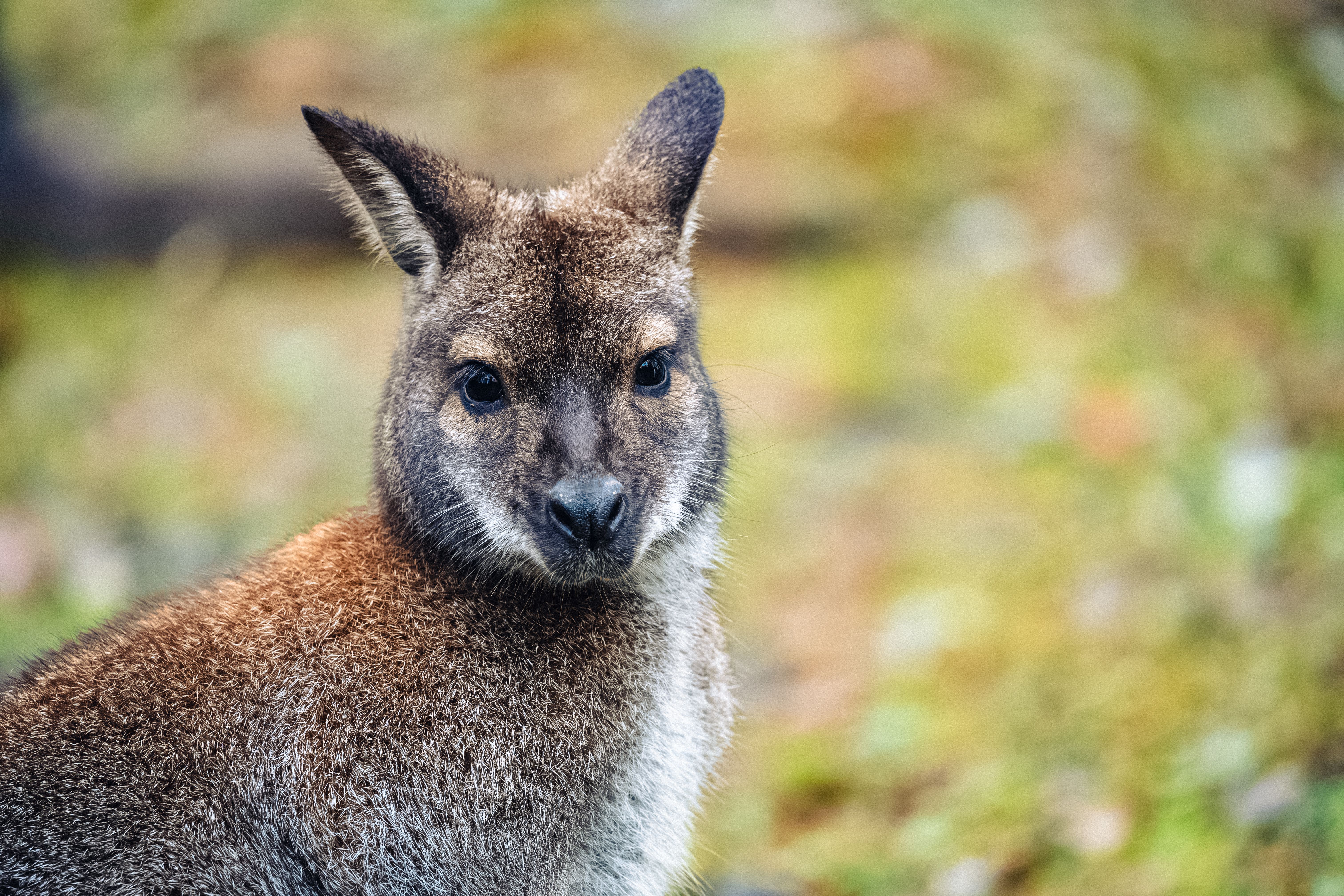 Portrait of a Curious Wallaby in Natural Habitat · Free Stock Photo