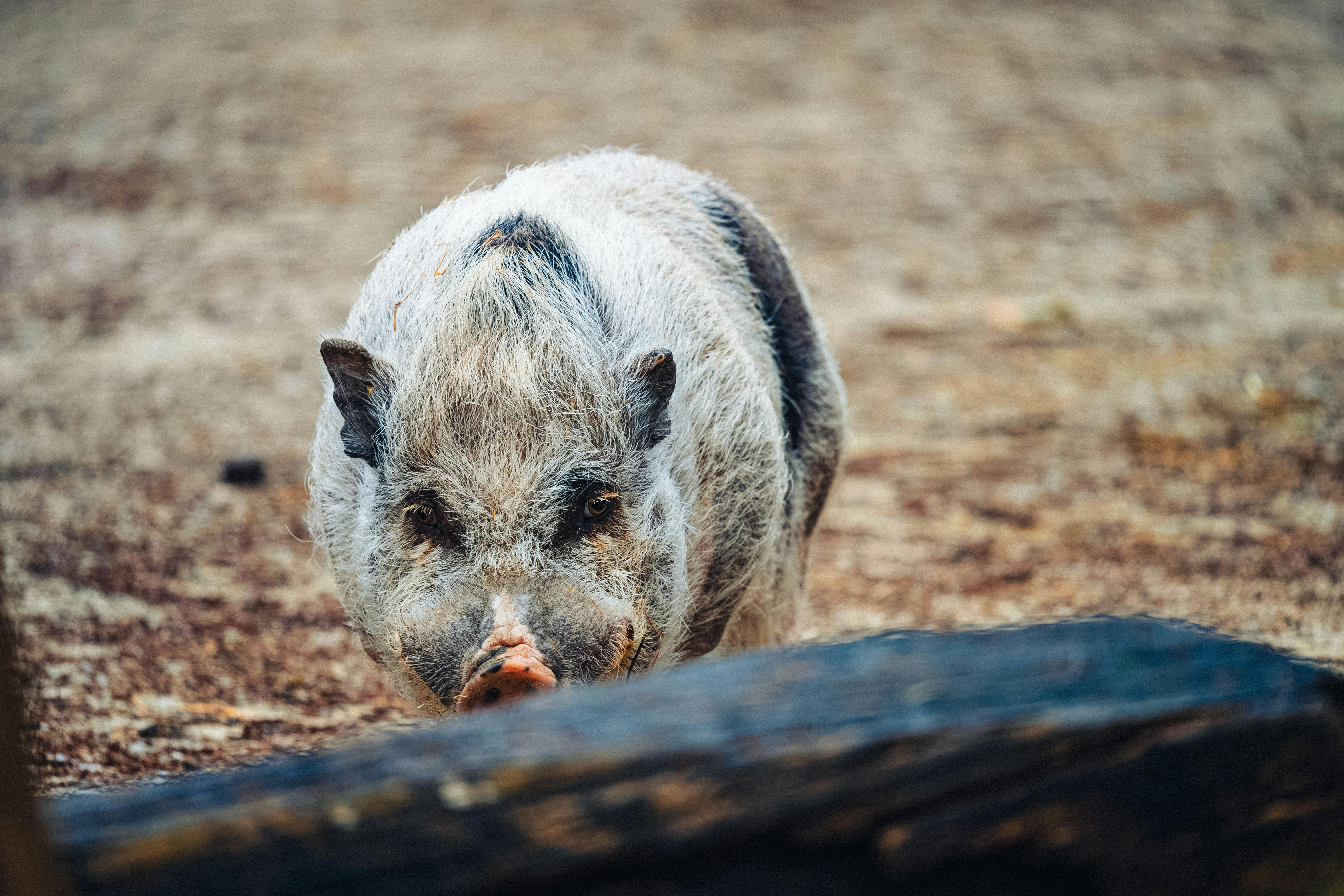 Animal Facing Forward Photos, Download The BEST Free Animal Facing ...