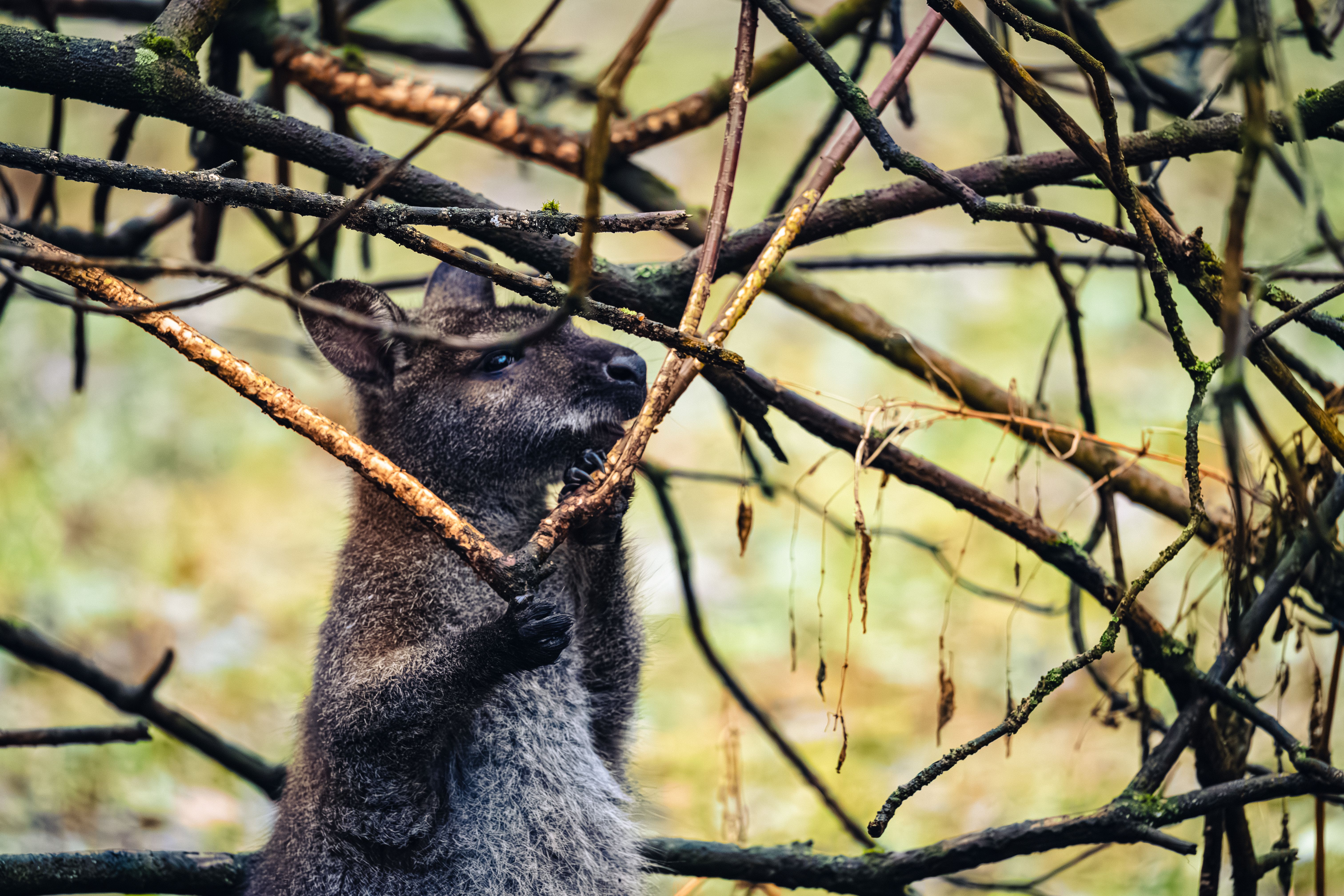 Wallaby Behavior Photos, Download The BEST Free Wallaby Behavior Stock ...
