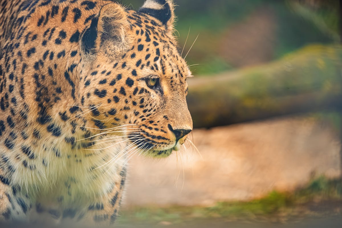 Leopards Photos, Download The BEST Free Leopards Stock Photos & HD Images