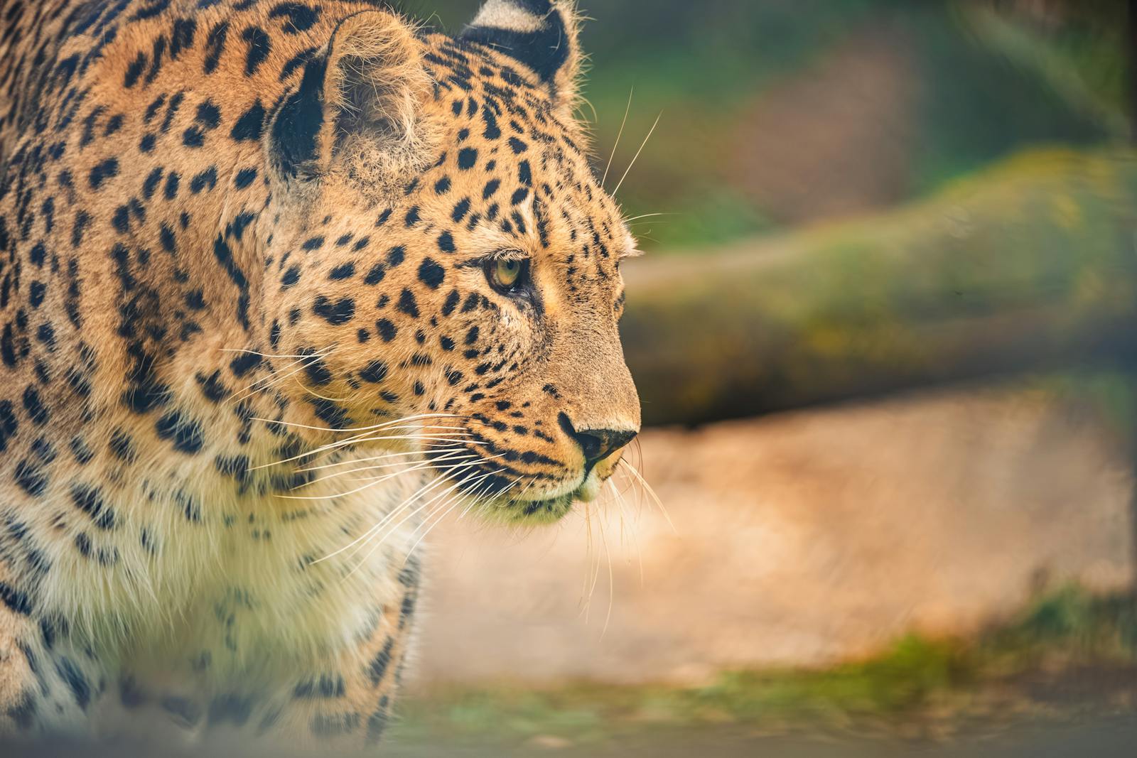 Leopards Photos, Download The BEST Free Leopards Stock Photos & HD Images