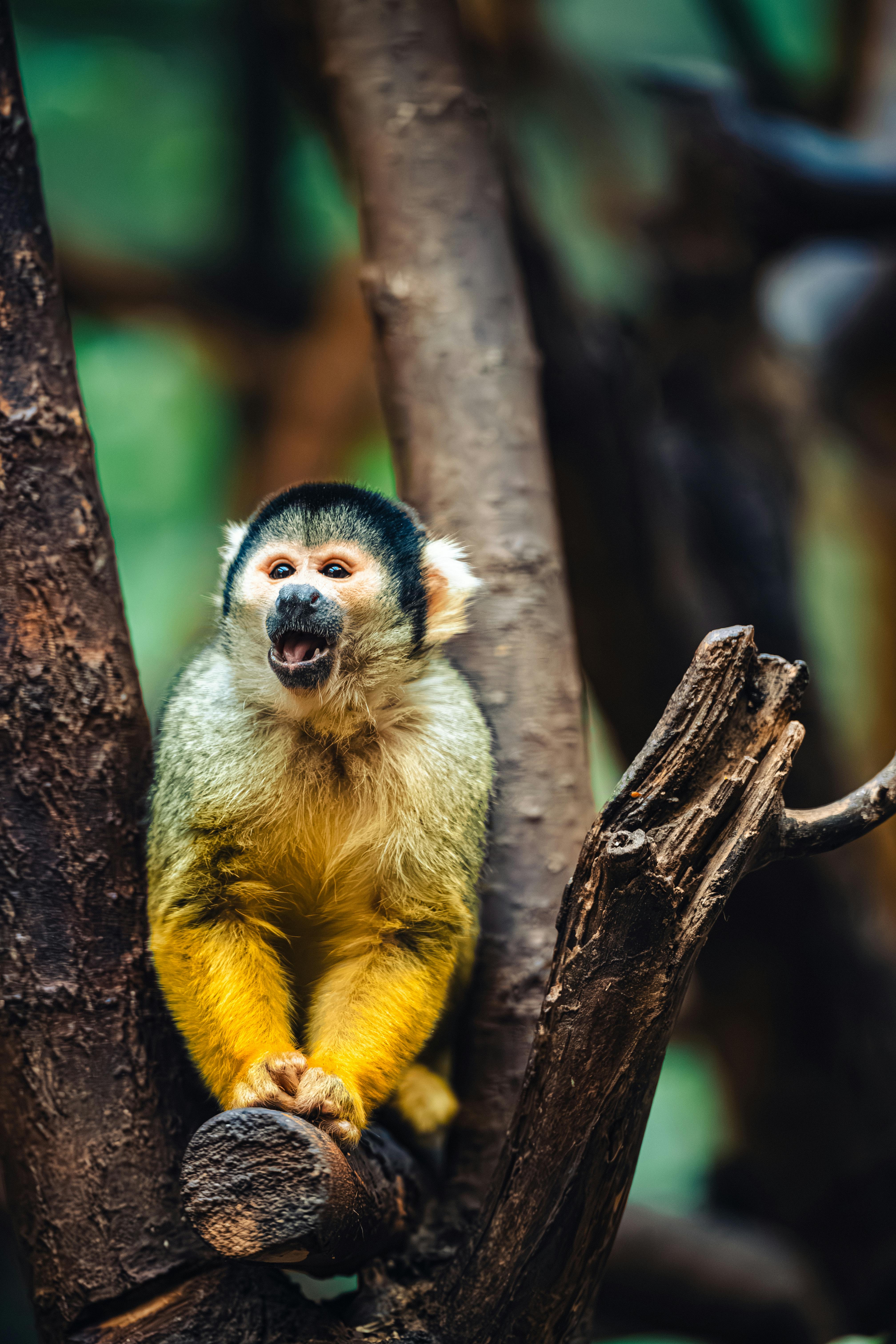 Perched Position Photos, Download The BEST Free Perched Position Stock ...