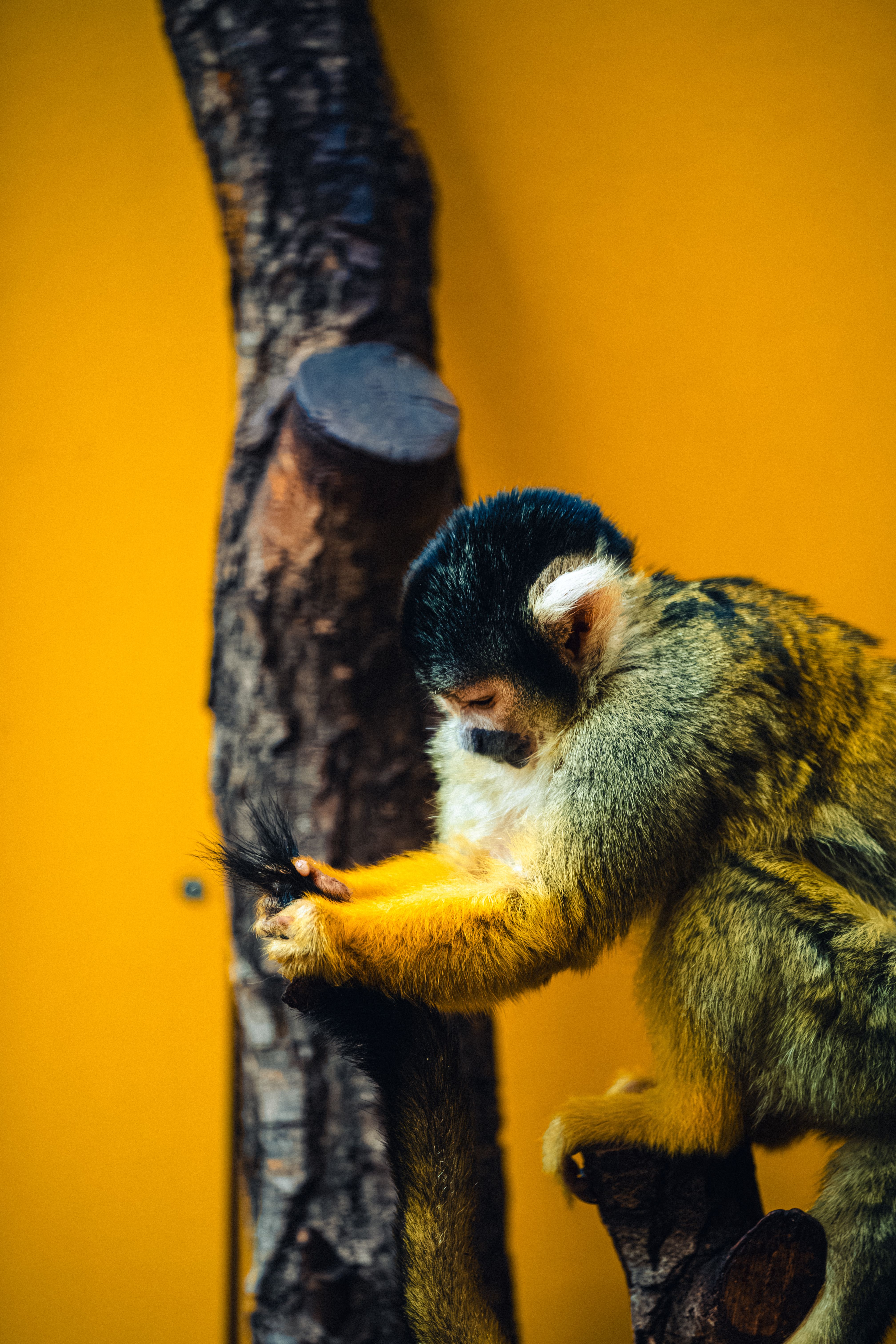 Close-Up of a Squirrel Monkey Grooming on Tree · Free Stock Photo