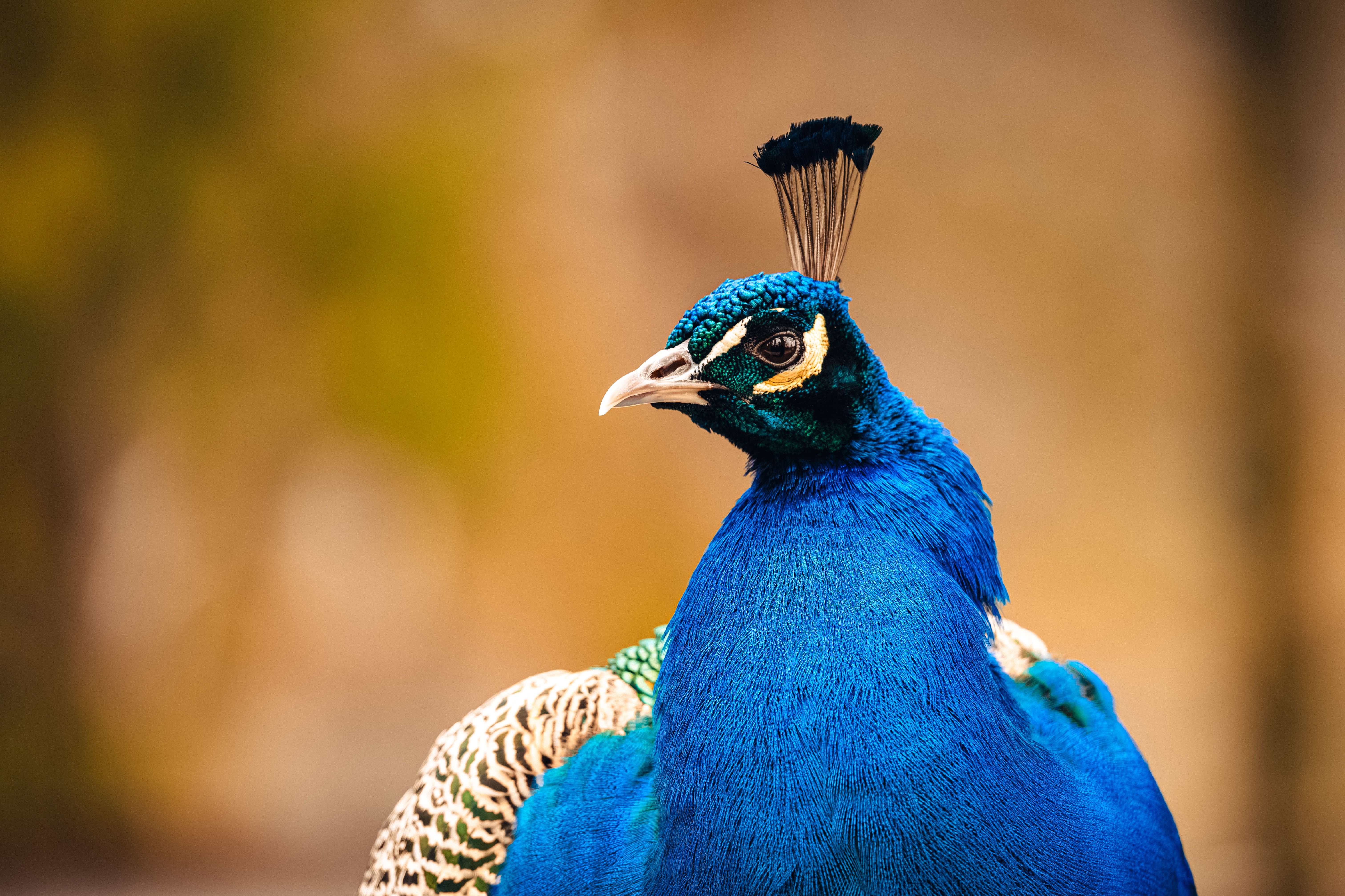 Majestic Peacock in Natural Habitat Portrait · Free Stock Photo