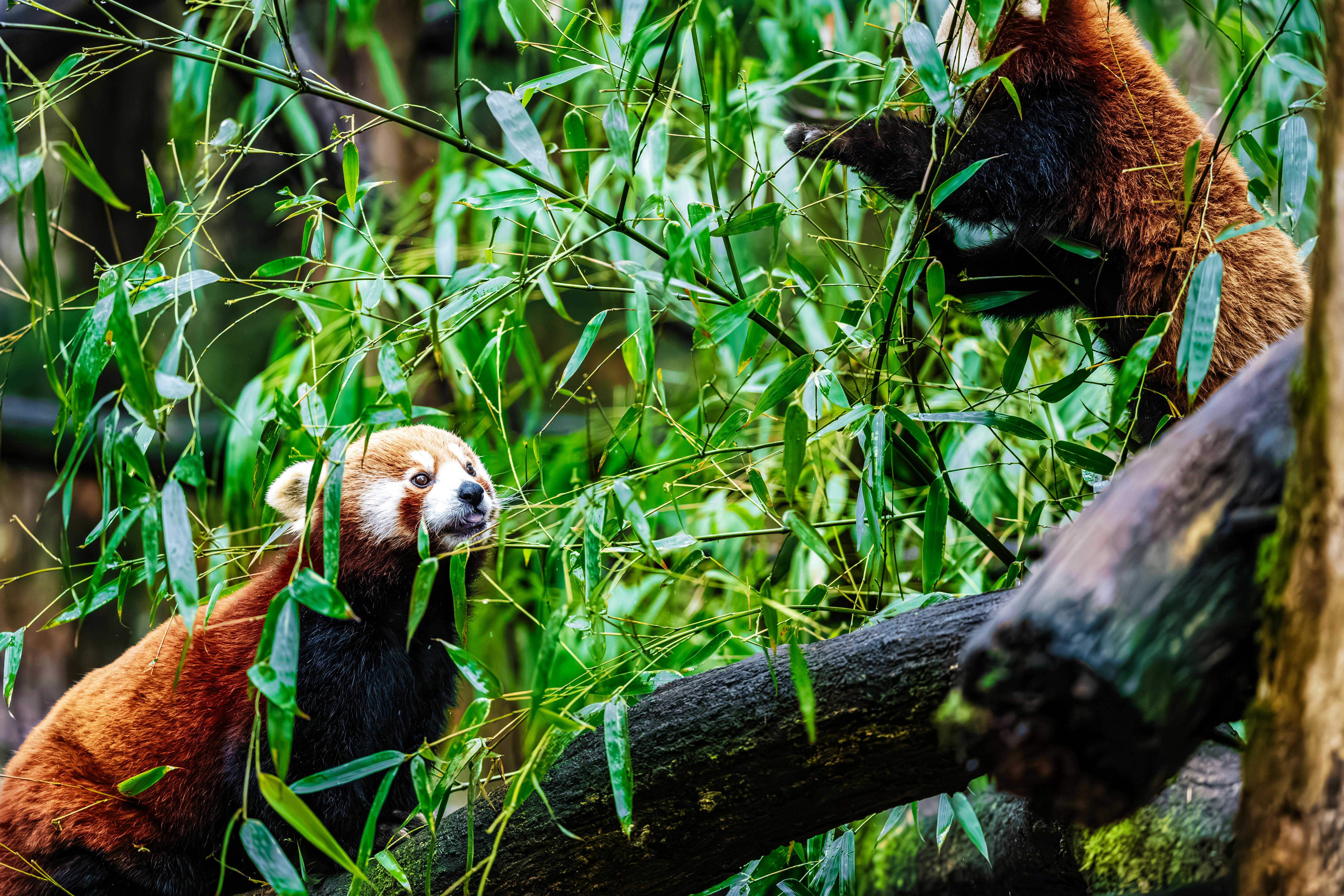Red Pandas Eating Bamboo in Natural Habitat · Free Stock Photo