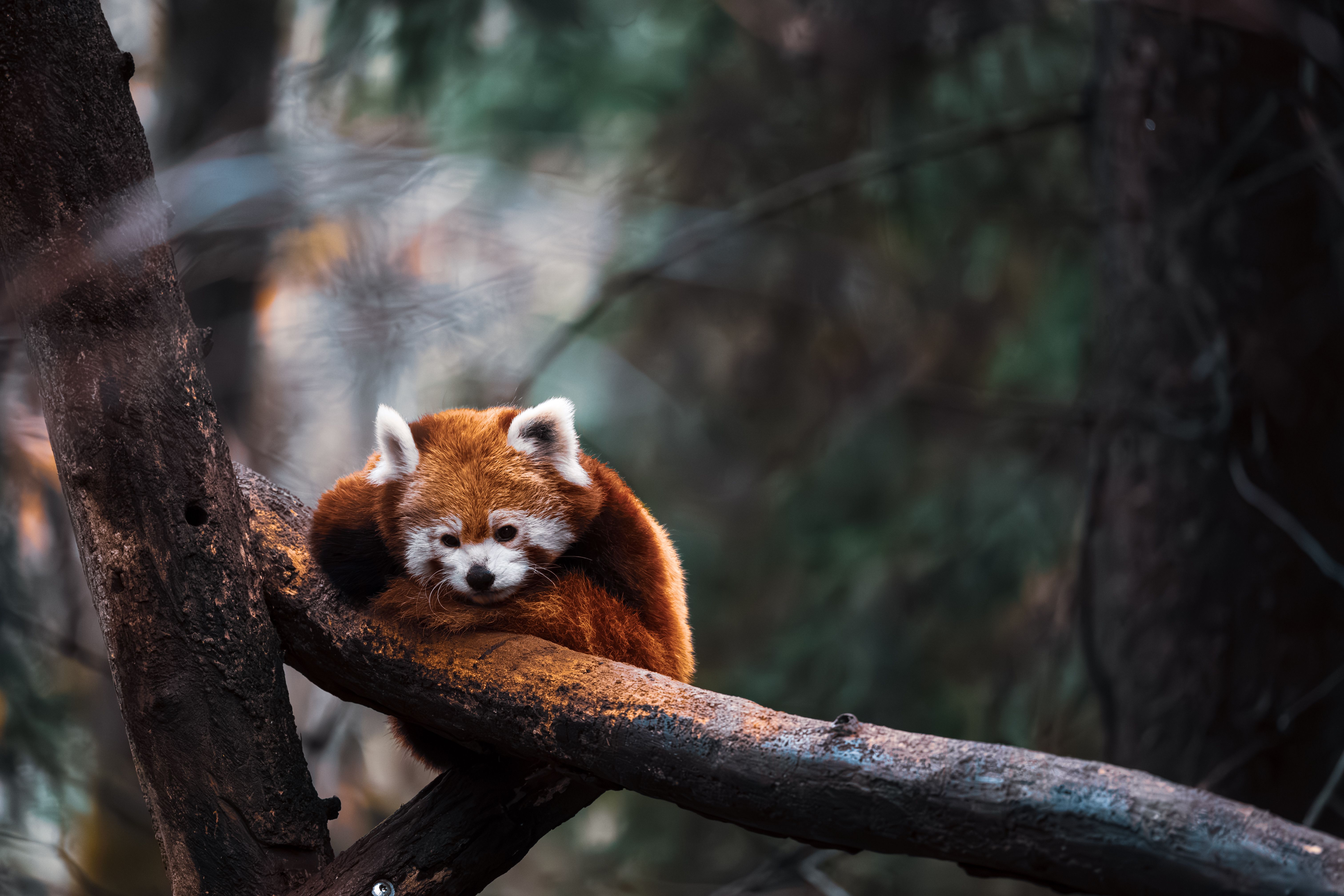 Red Panda Resting in Natural Habitat · Free Stock Photo