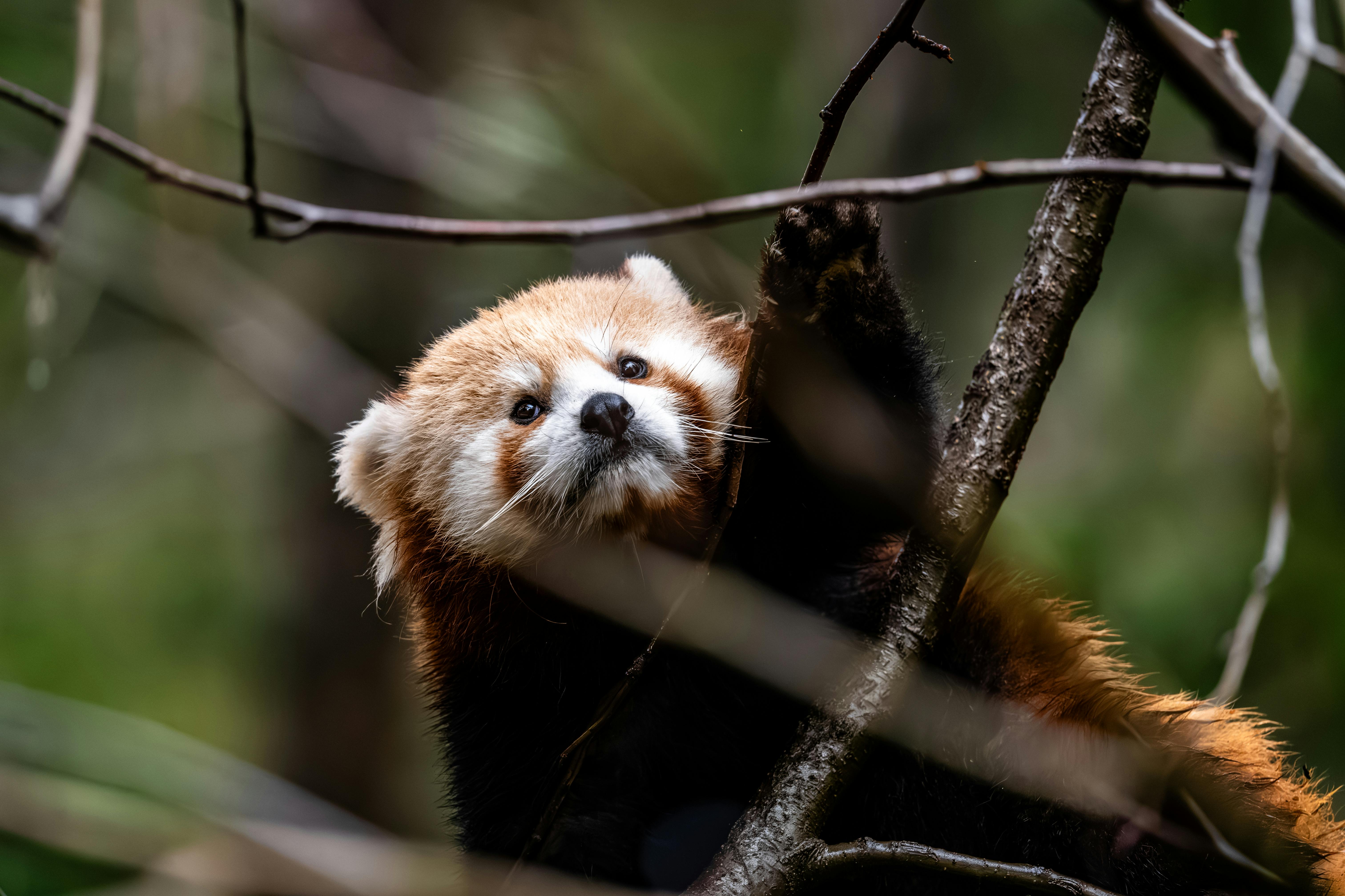 Charming Red Panda Climbing in Natural Habitat · Free Stock Photo