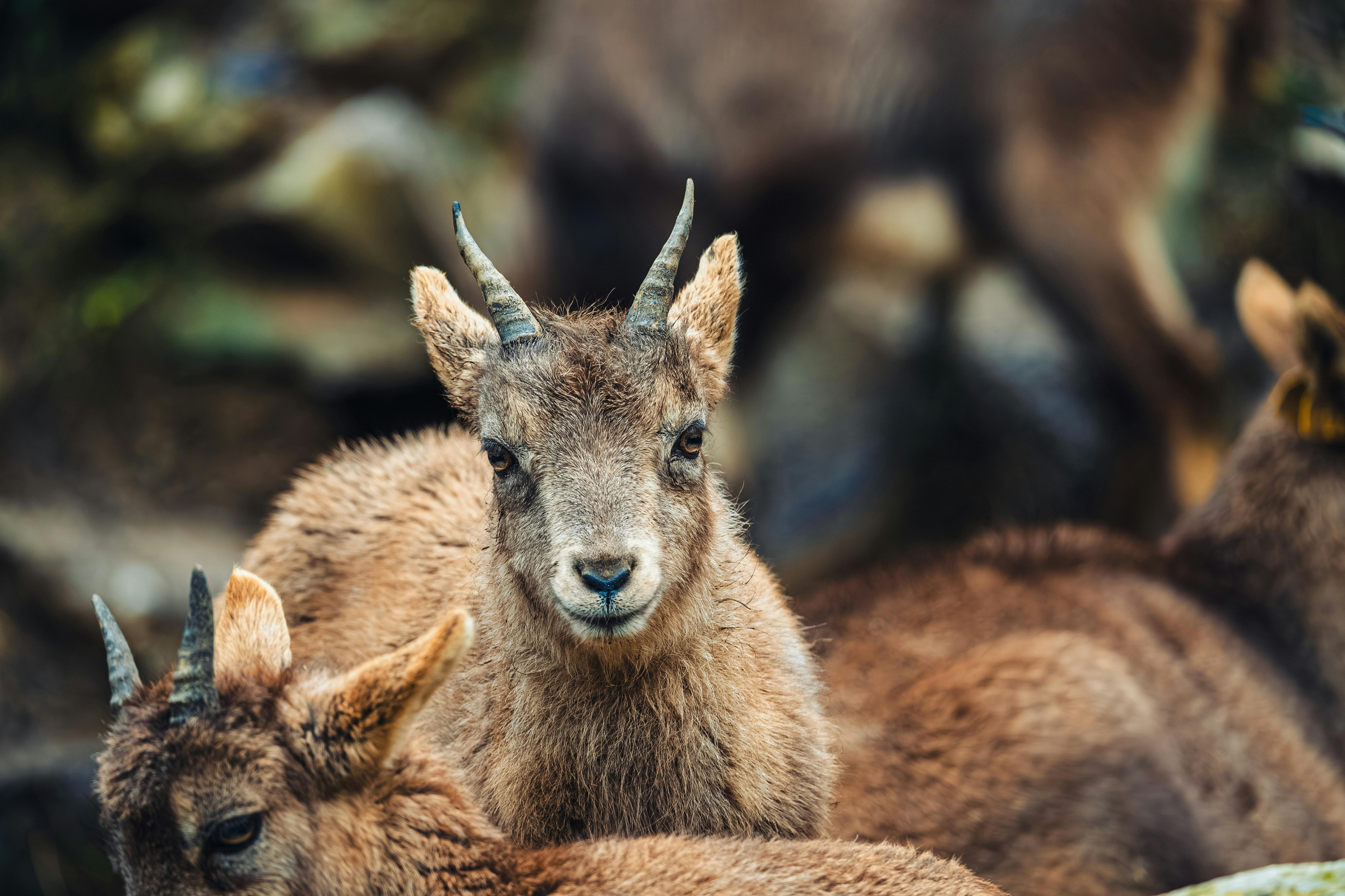 Close-up Portrait of Young Alpine Ibex in Nature · Free Stock Photo