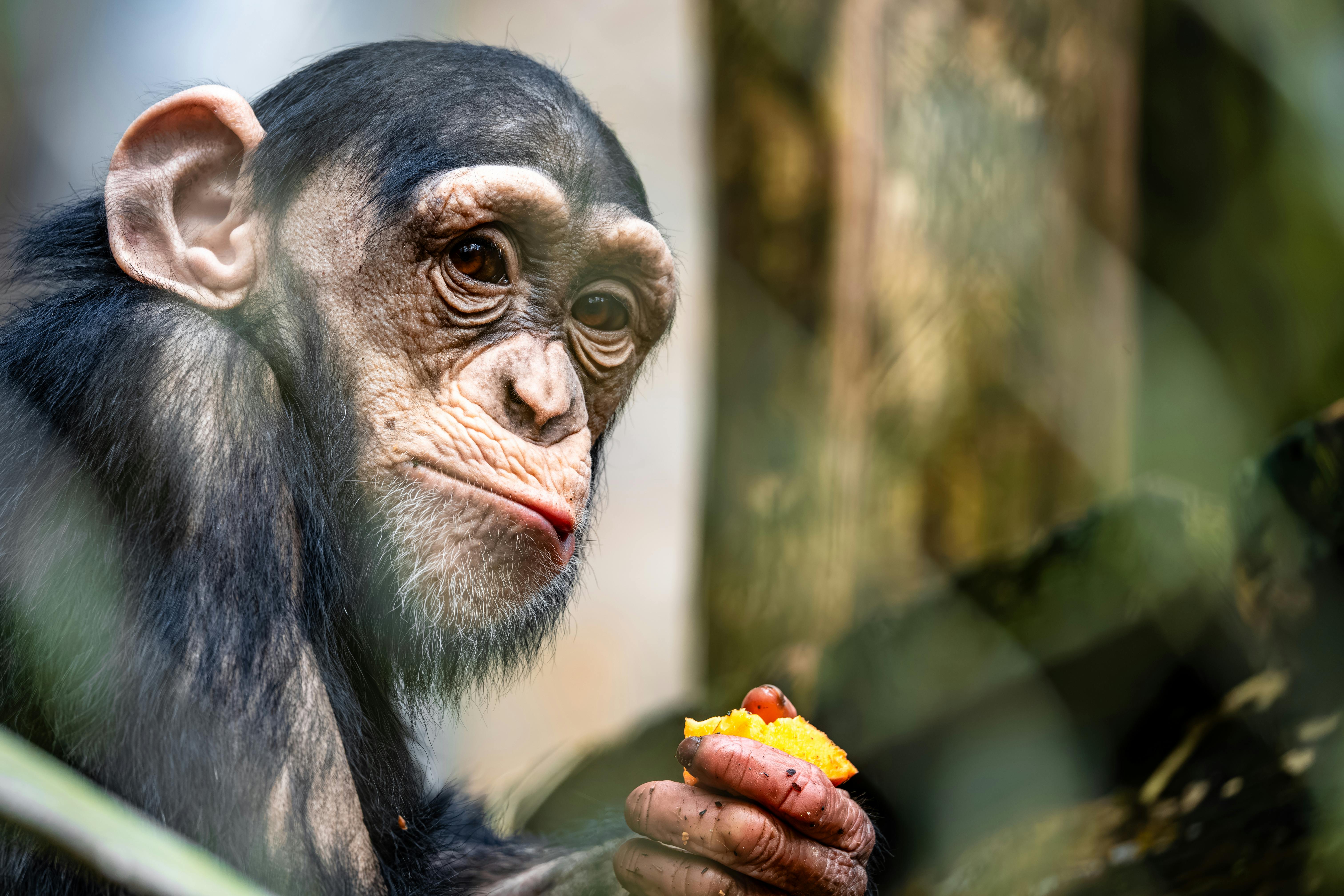 Chimpanzee Eating Fruit in Natural Habitat · Free Stock Photo