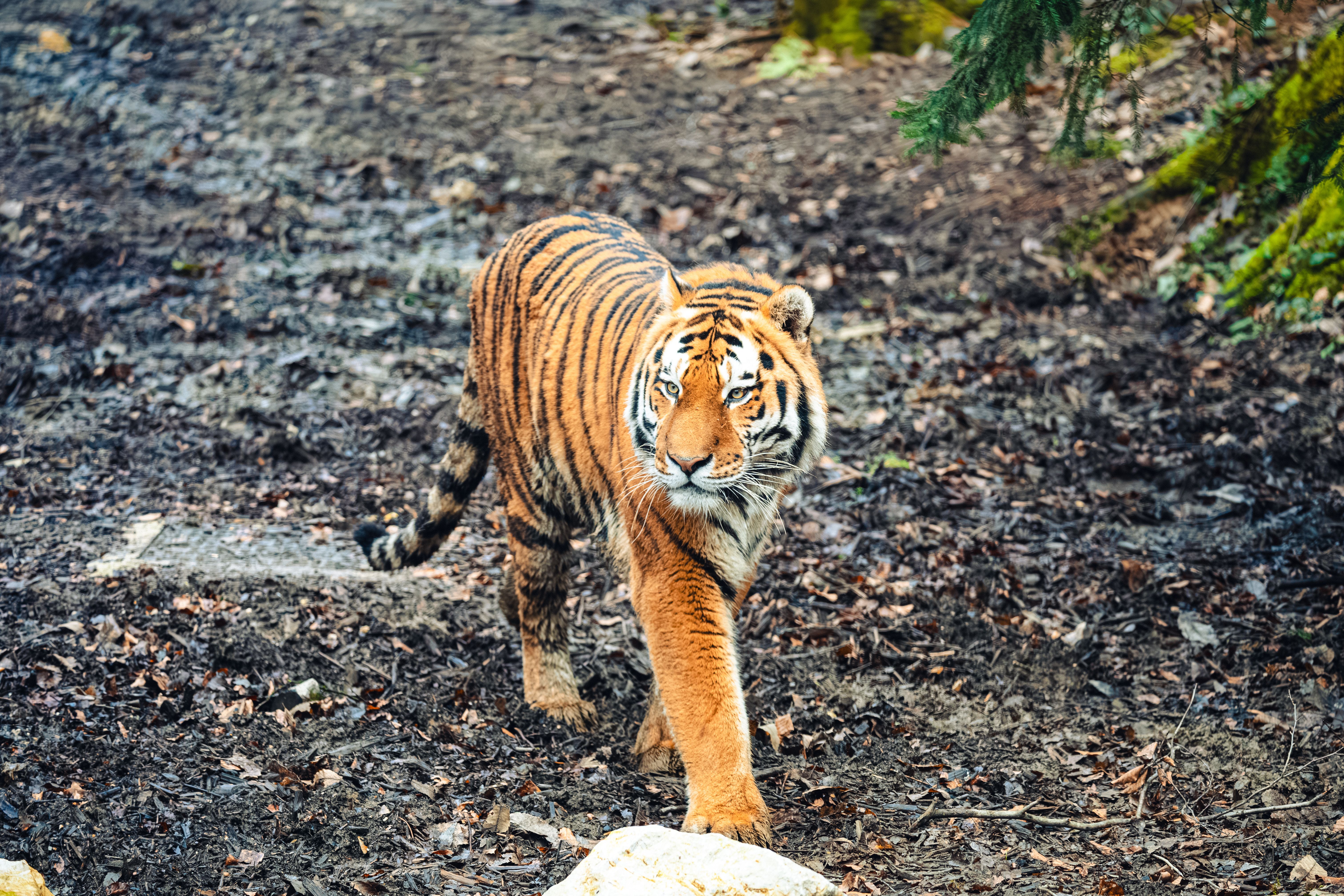 Majestic Bengal Tiger in Natural Habitat · Free Stock Photo