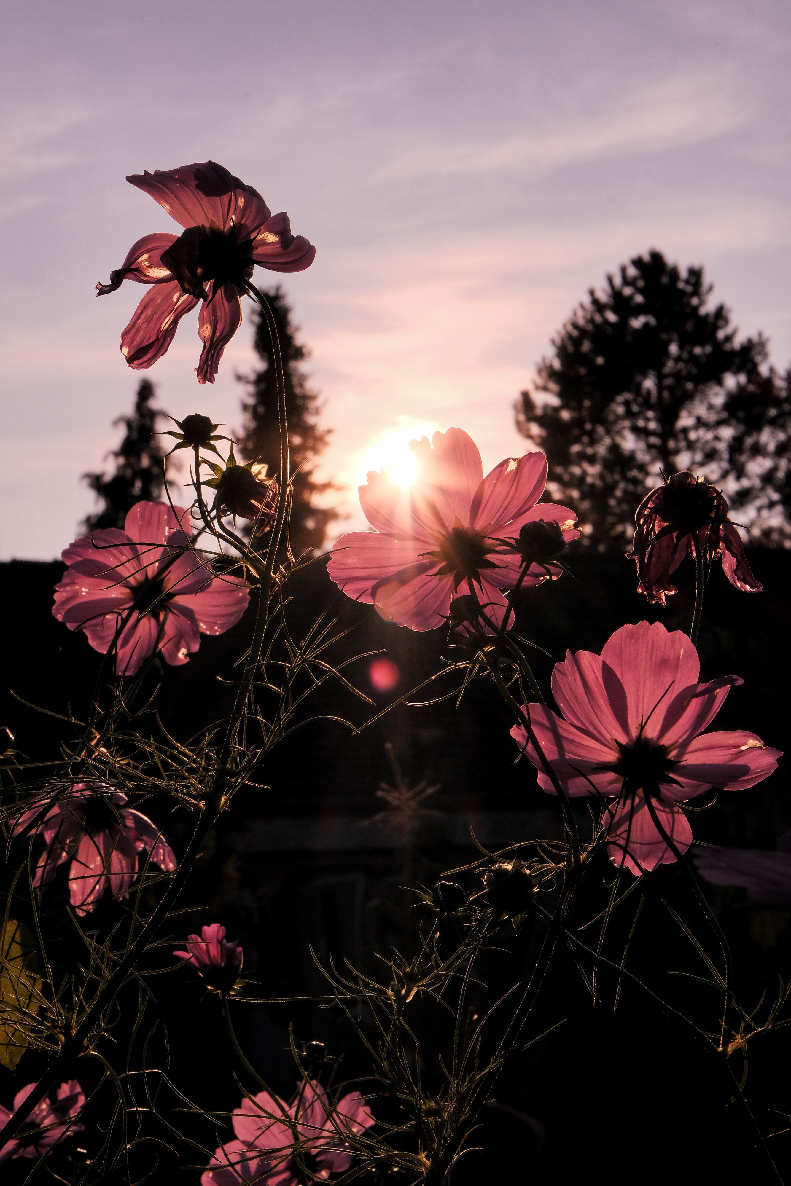 Serene Sunset Over Pink Cosmos Flowers · Free Stock Photo