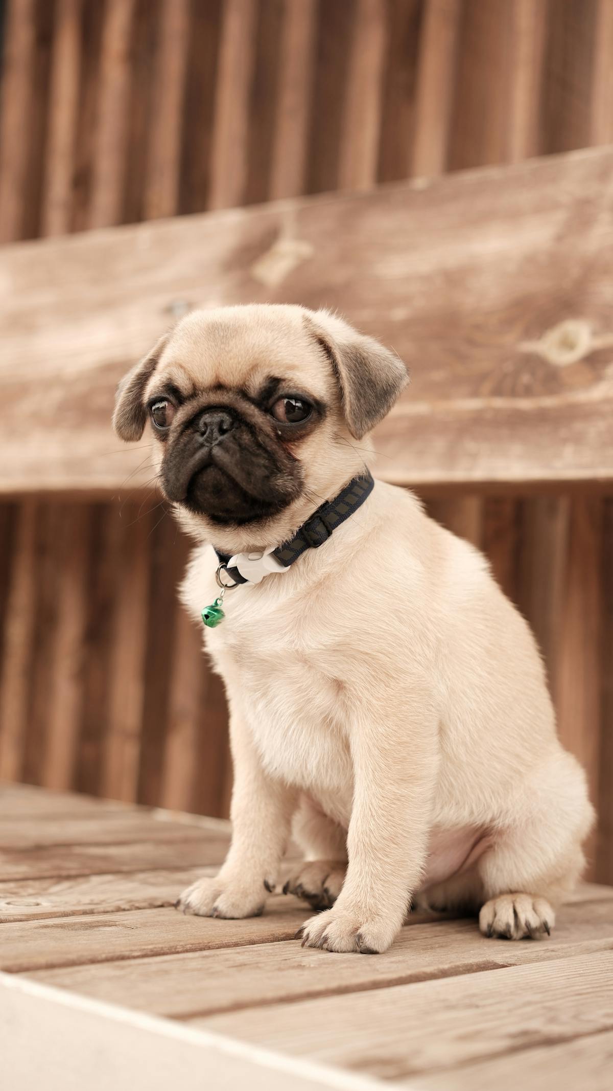 Cute Pug Photos, Download The BEST Free Cute Pug Stock Photos & HD Images