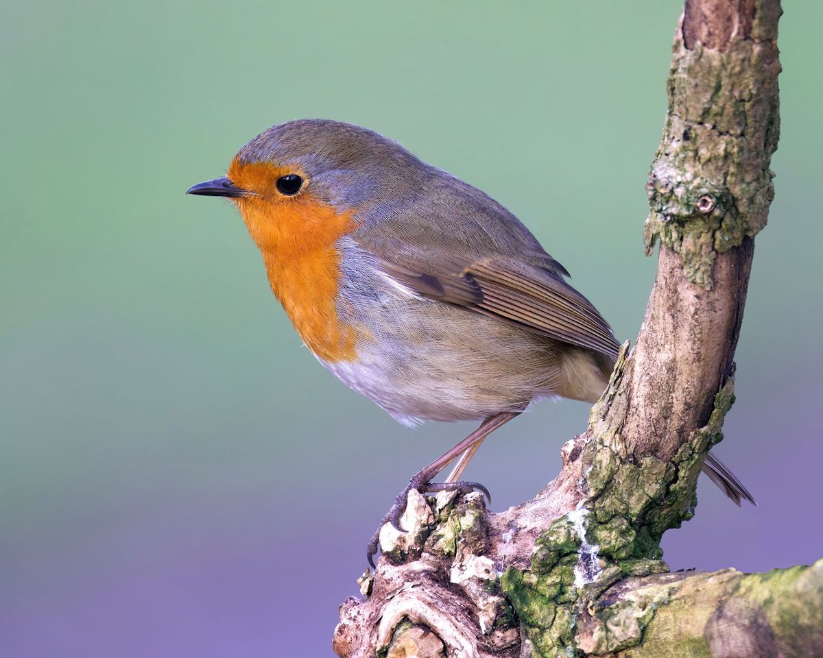 Robin Bird Photos, Download The BEST Free Robin Bird Stock Photos & HD ...