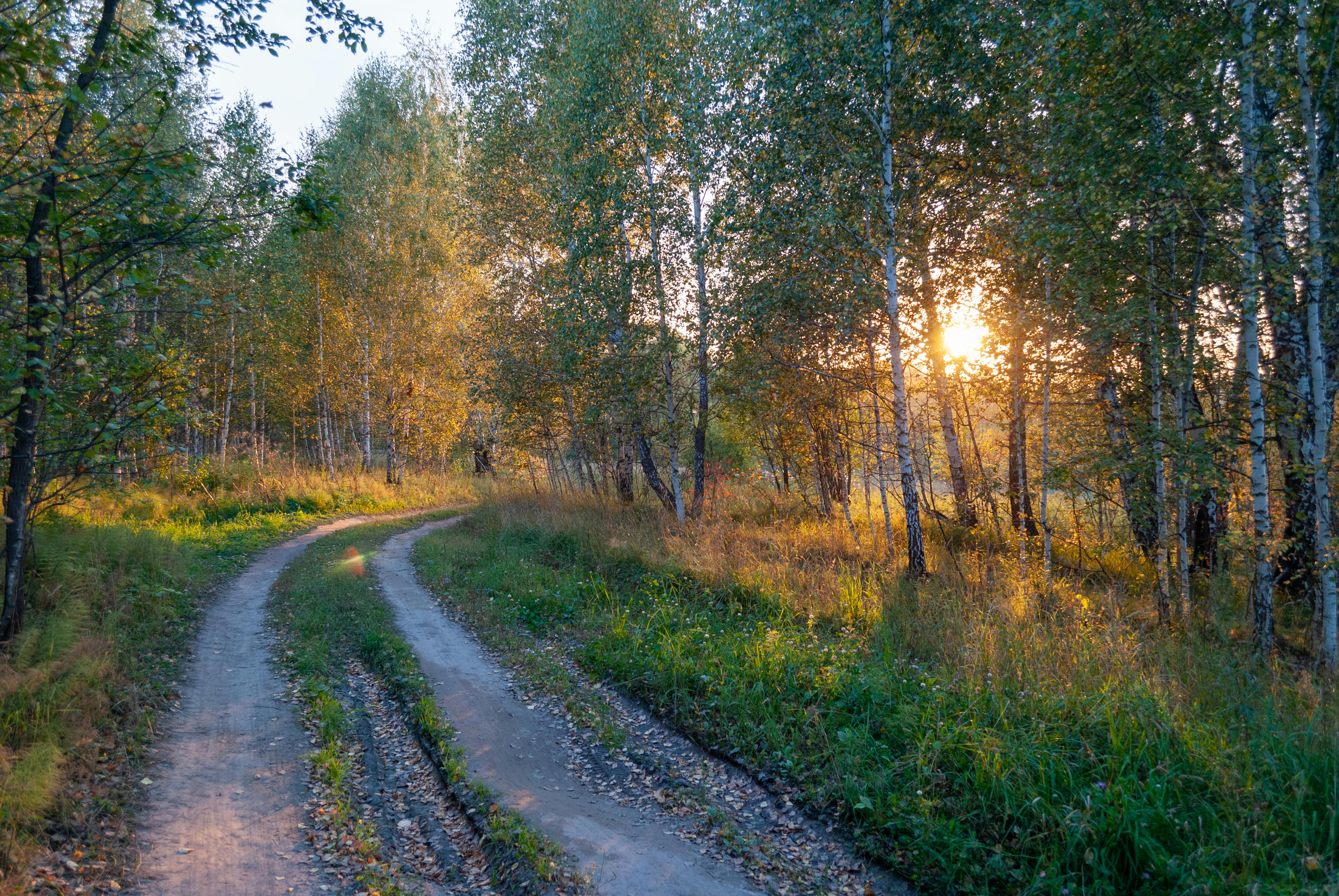 Serene Forest Path at Sunrise or Sunset · Free Stock Photo