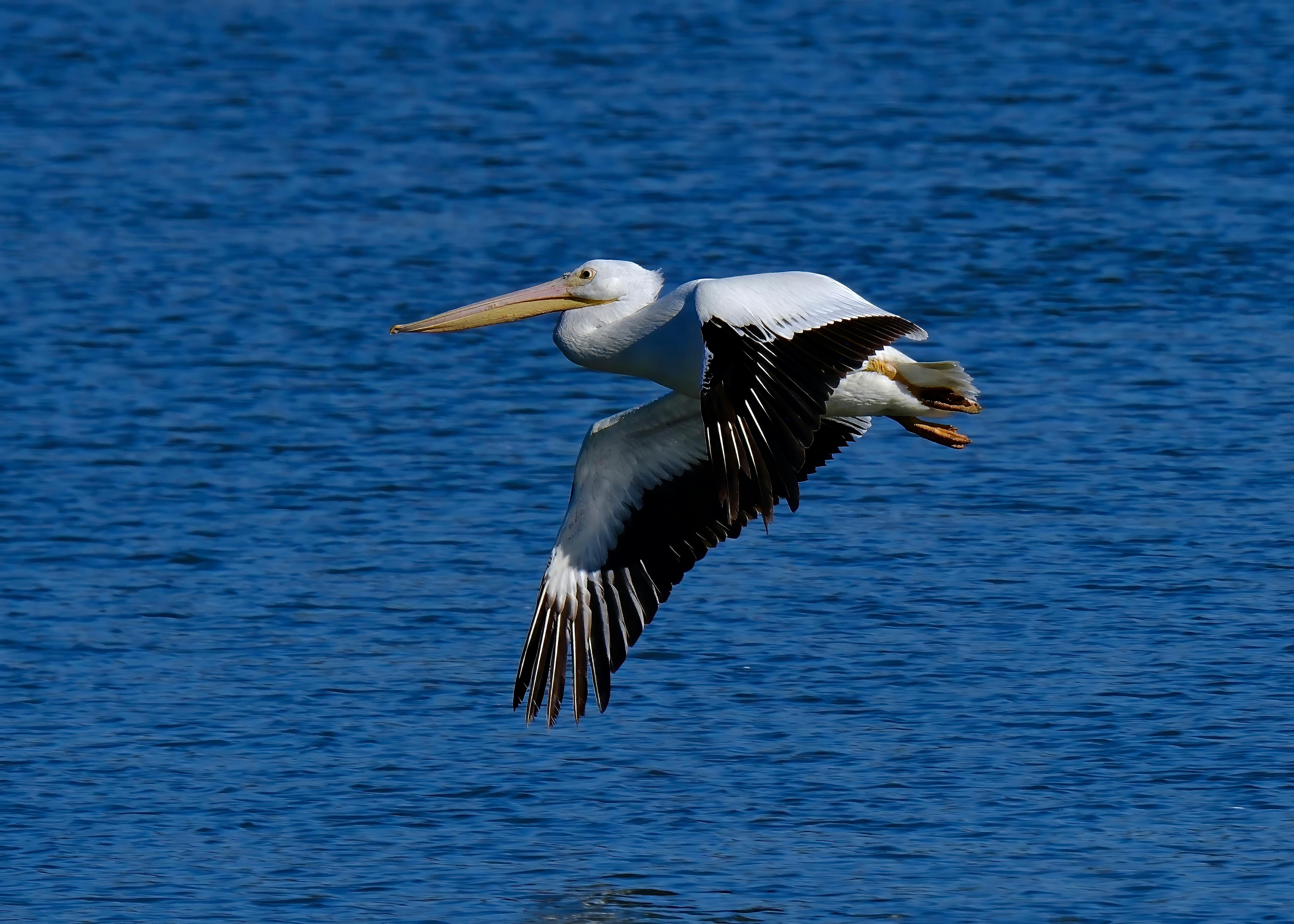 Alabama Redneck Photos, Download The BEST Free Alabama Redneck Stock ...