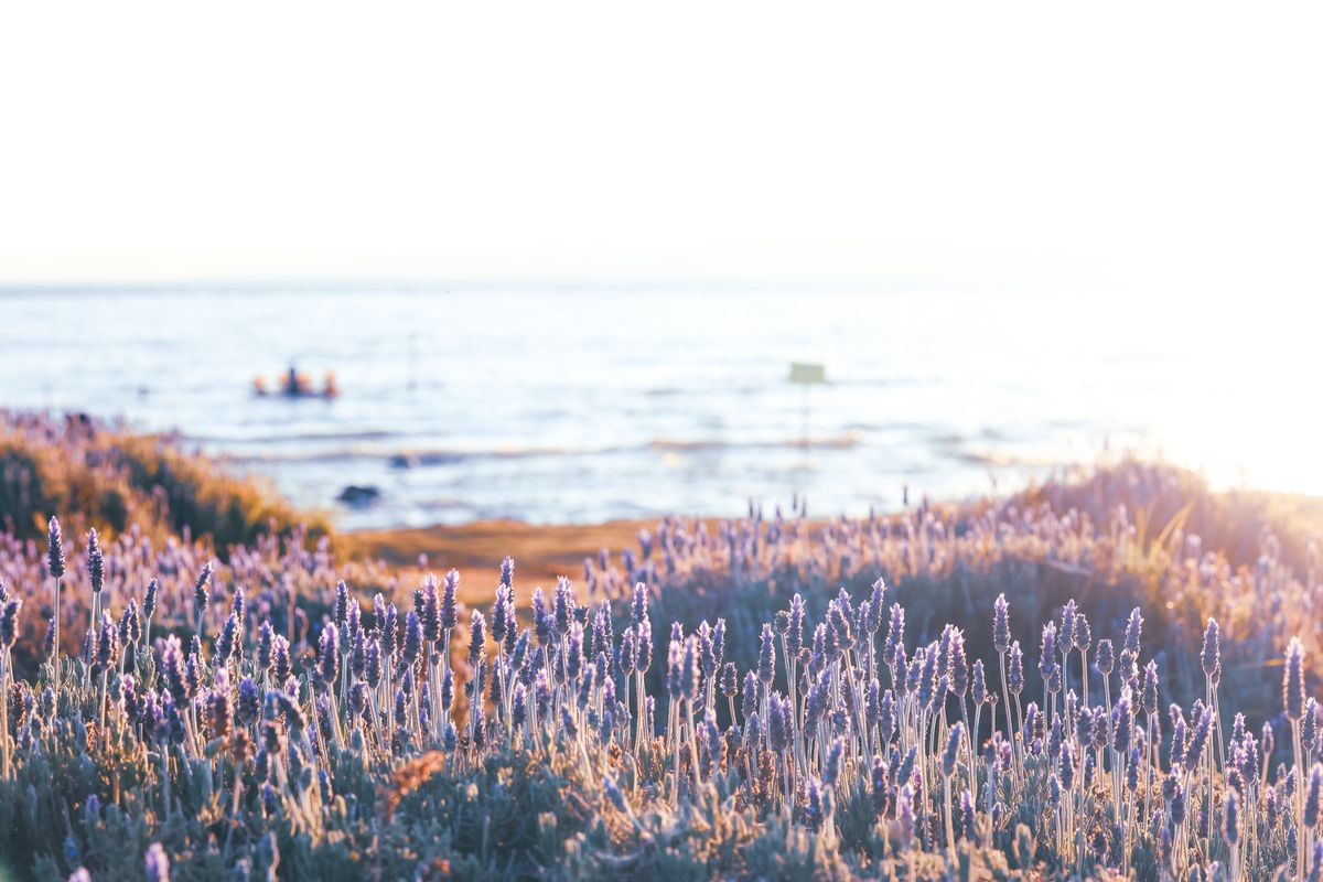 Field At Sunset Photos, Download The BEST Free Field At Sunset Stock ...