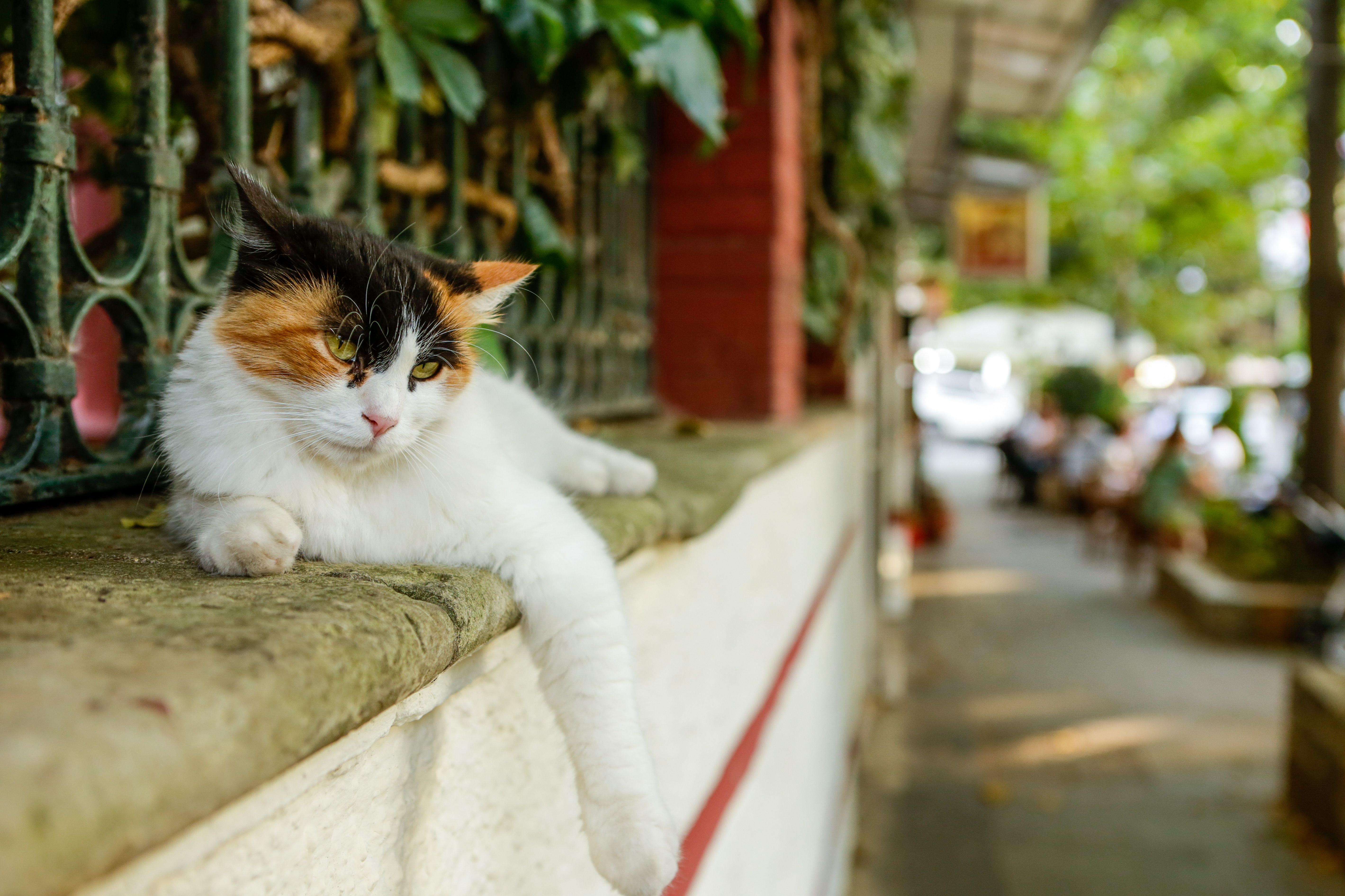Relaxing Pets Photos, Download The BEST Free Relaxing Pets Stock Photos ...