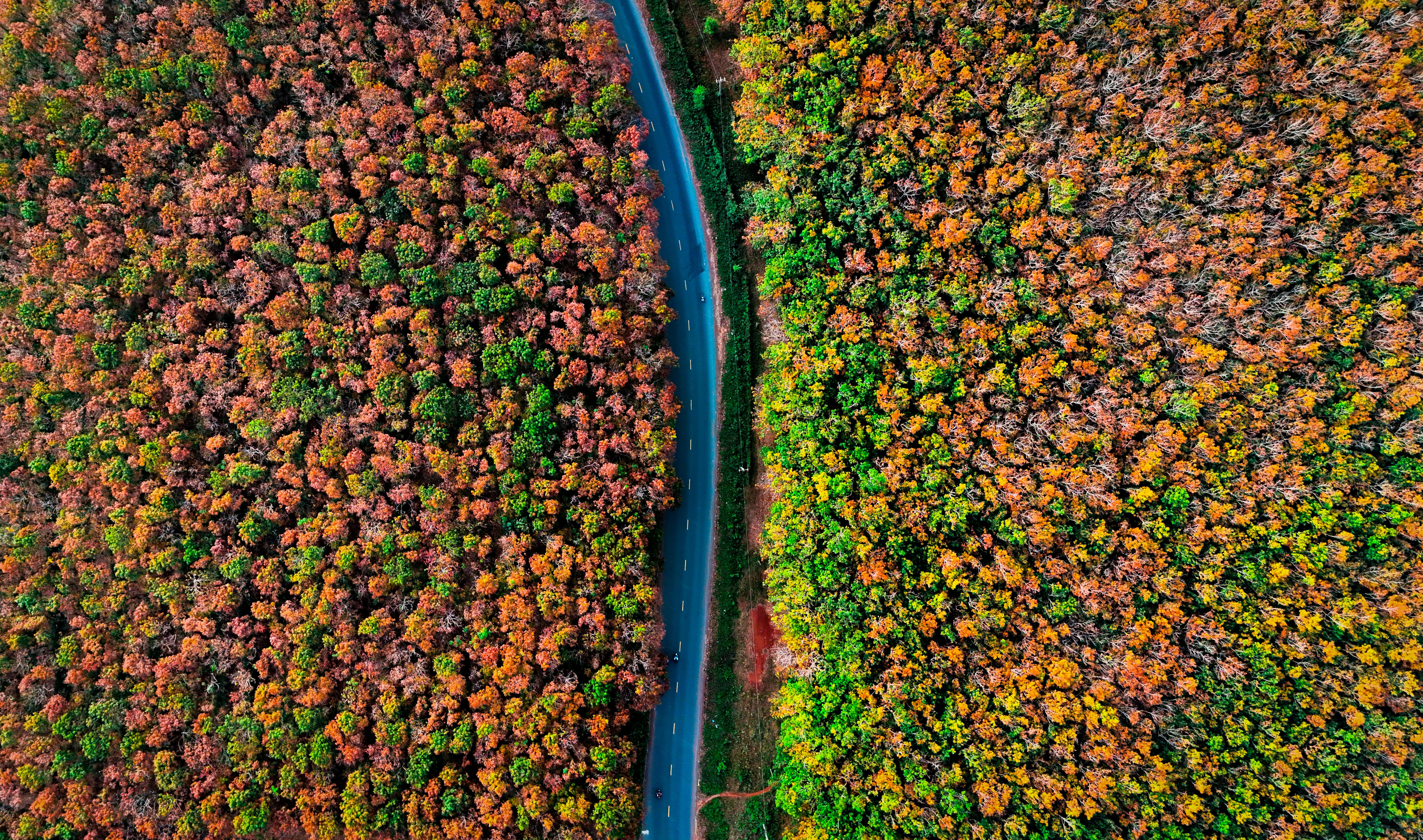 Aerial View of Road Dividing Autumn Forest · Free Stock Photo