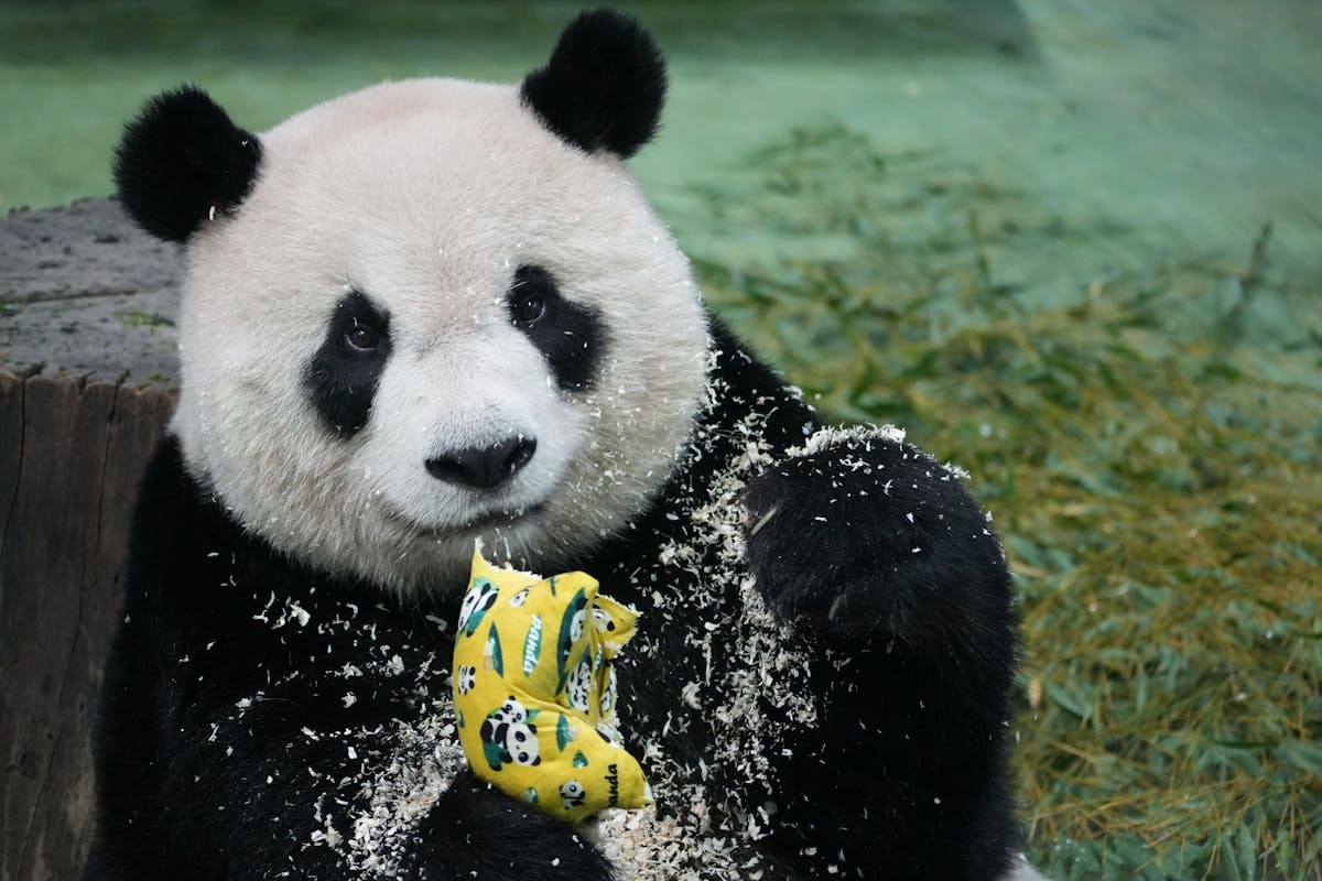 Funny Panda Photos, Download The BEST Free Funny Panda Stock Photos ...