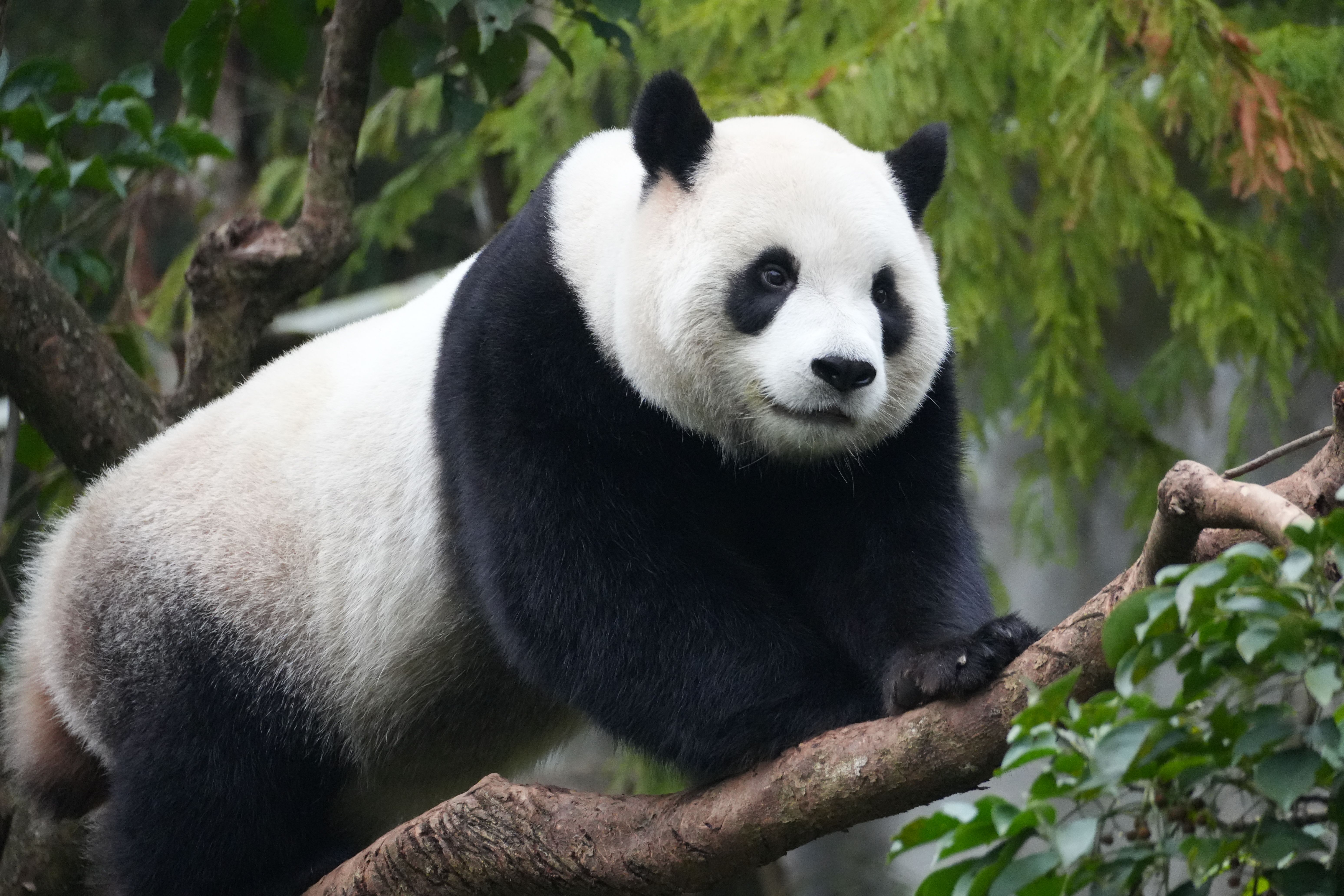 Giant Panda Resting on Tree Branch at Taipei Zoo · Free Stock Photo