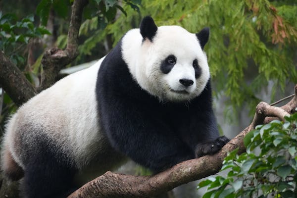 600+ Best Panda Photos · 100% Free Download · Pexels Stock Photos