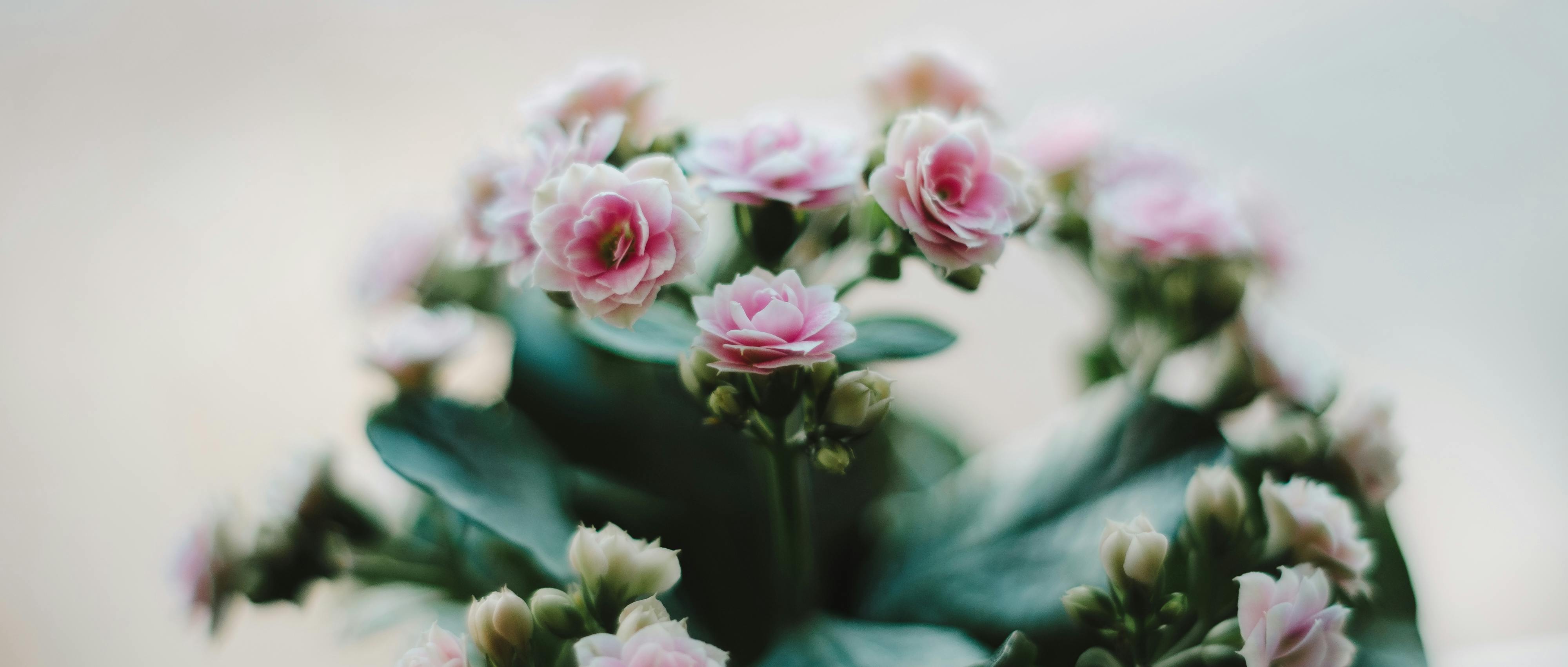 Rose Plants Photos, Download The BEST Free Rose Plants Stock Photos ...