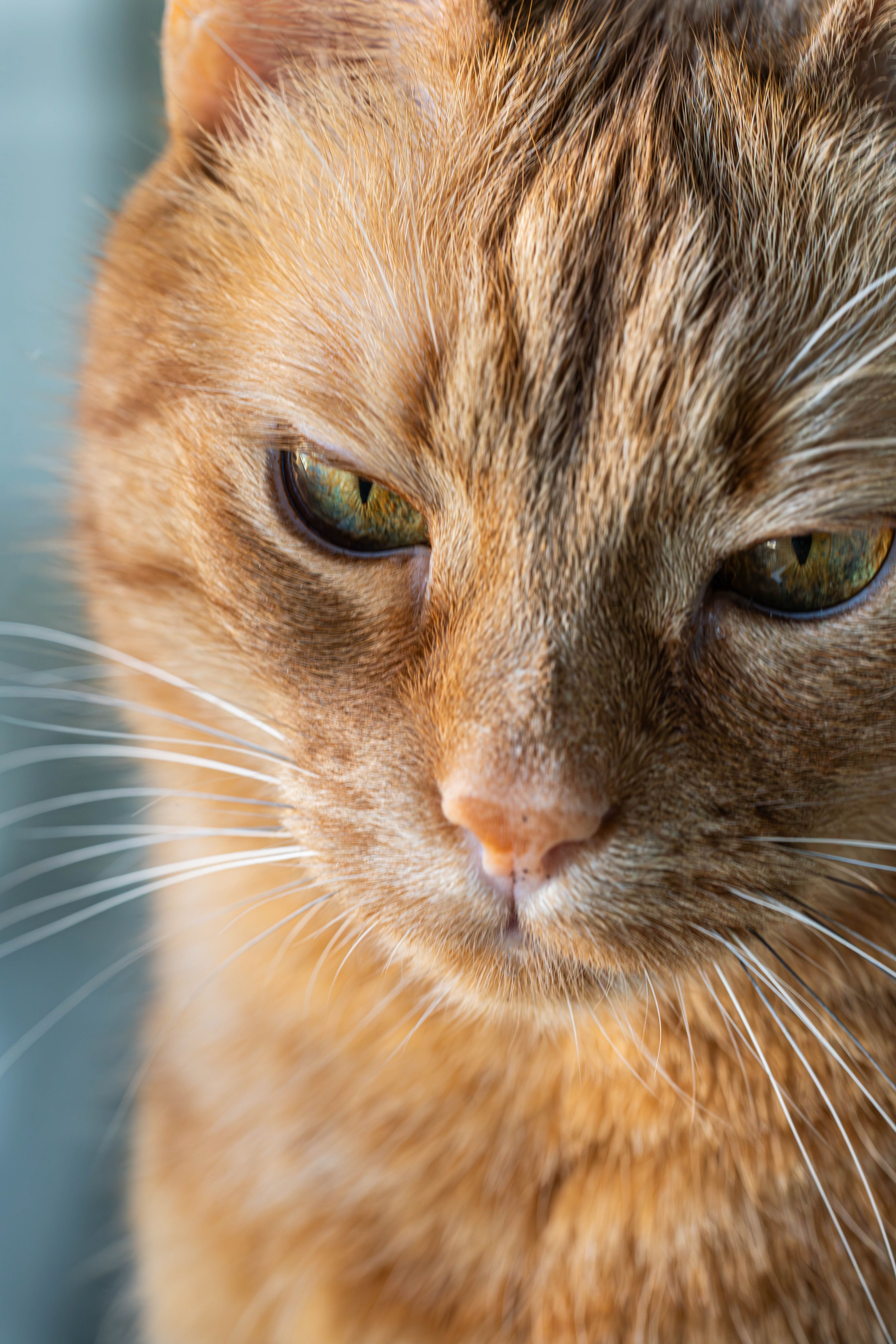 Animal Whisker Fotoğrafları Photos, Download The BEST Free Animal ...