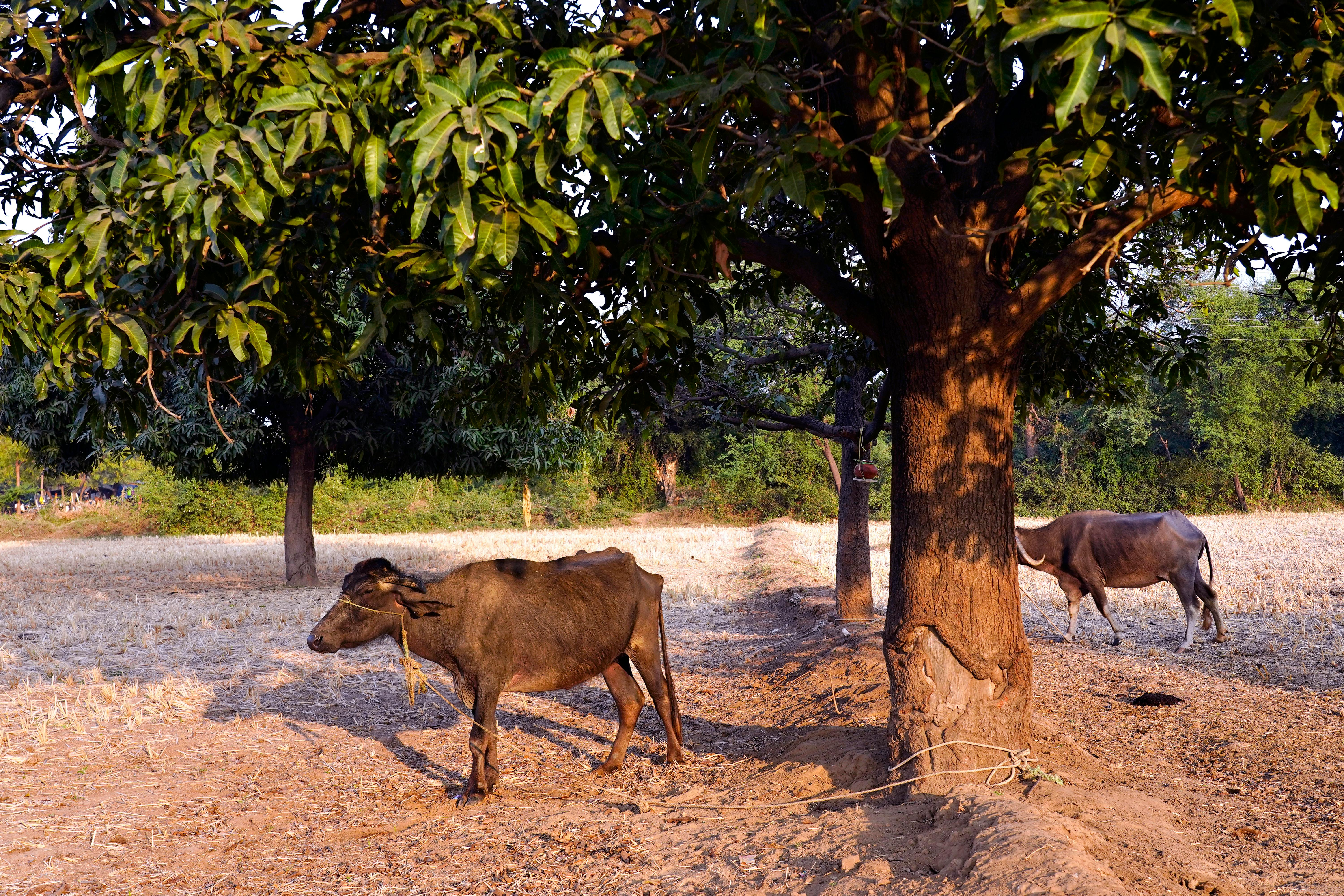 Village Cows Grazing Under a Mango Tree · Free Stock Photo