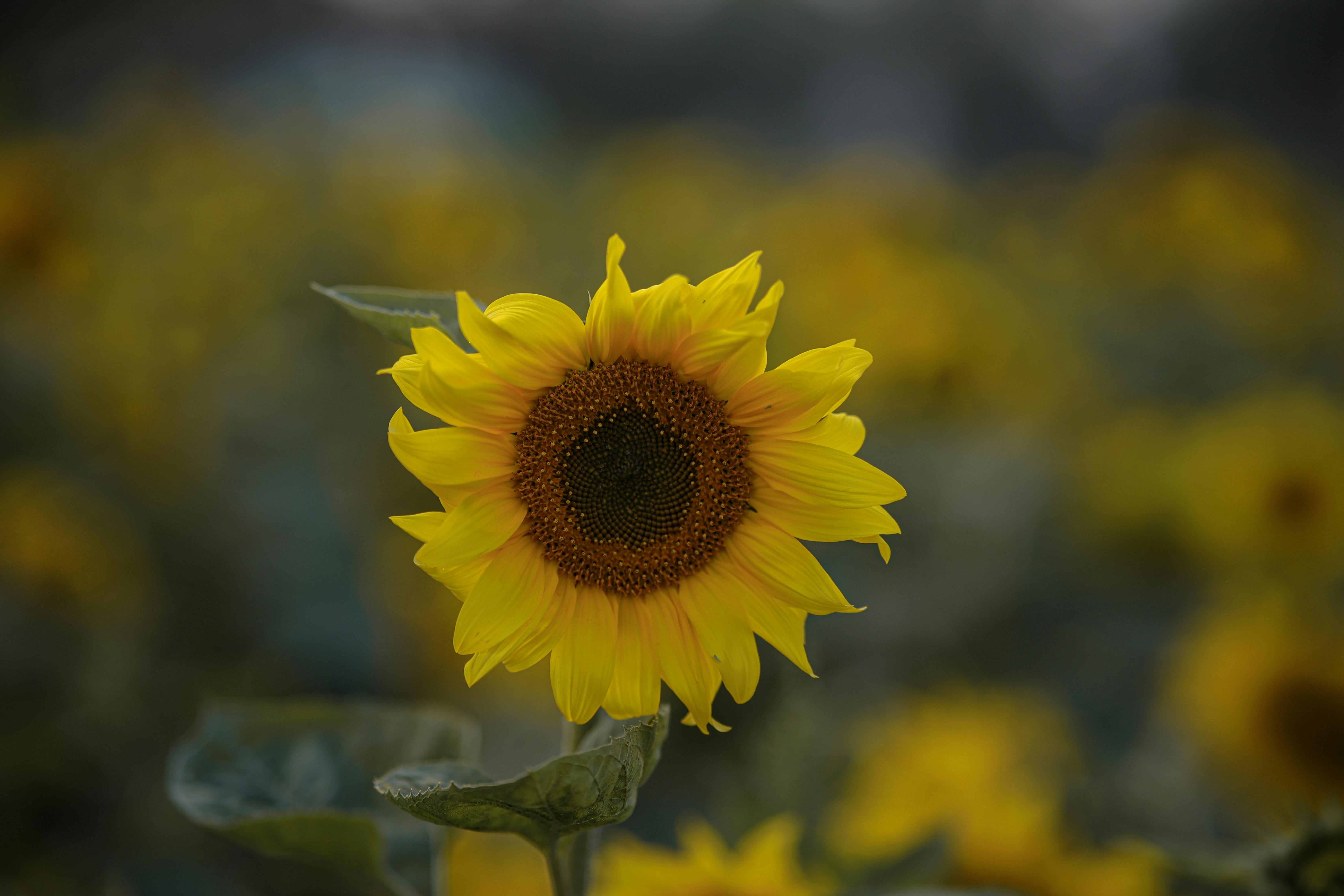 Shawono Center Photos, Download The BEST Free Shawono Center Stock ...