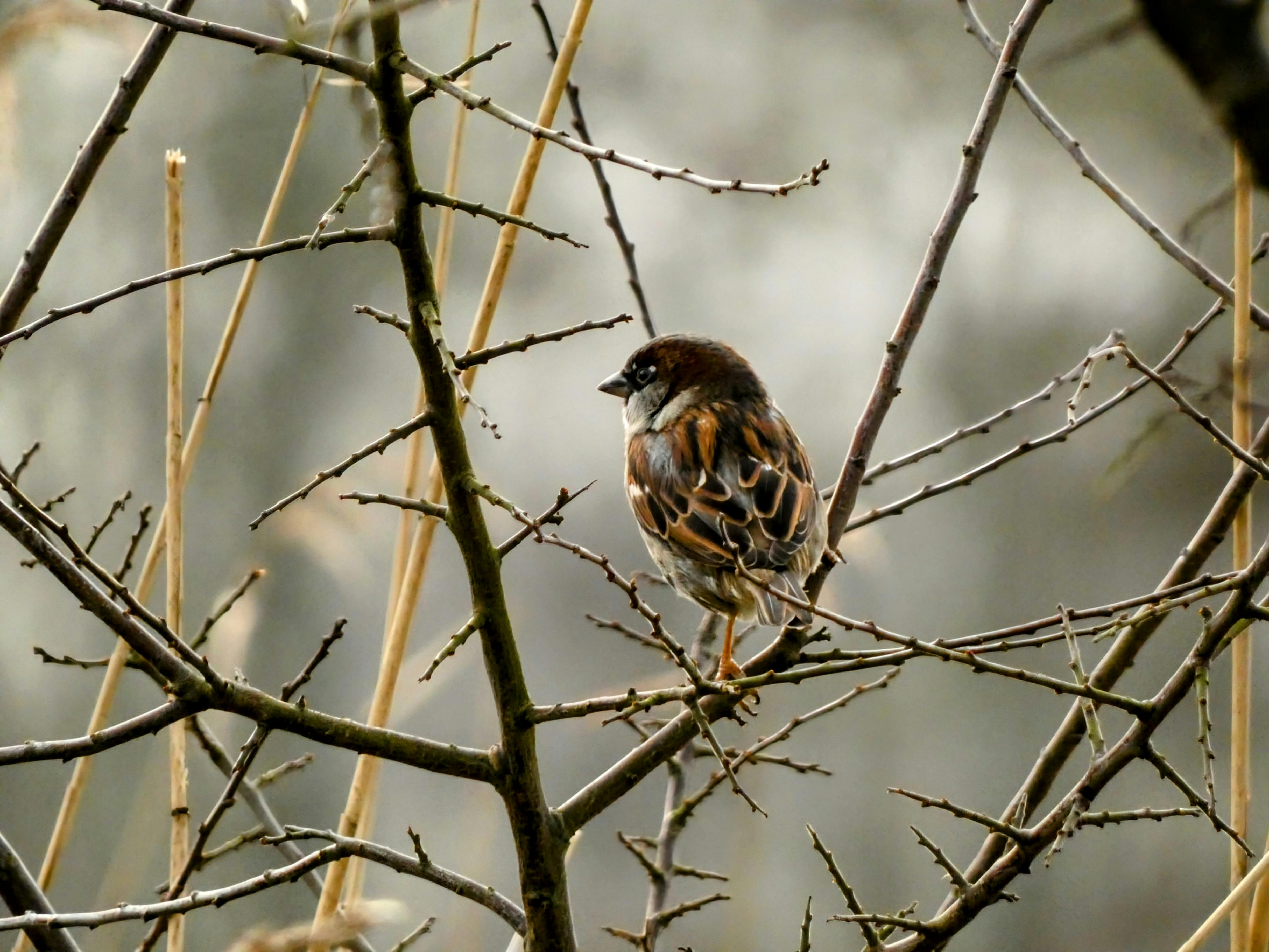 Jelle Jacobs - Photography