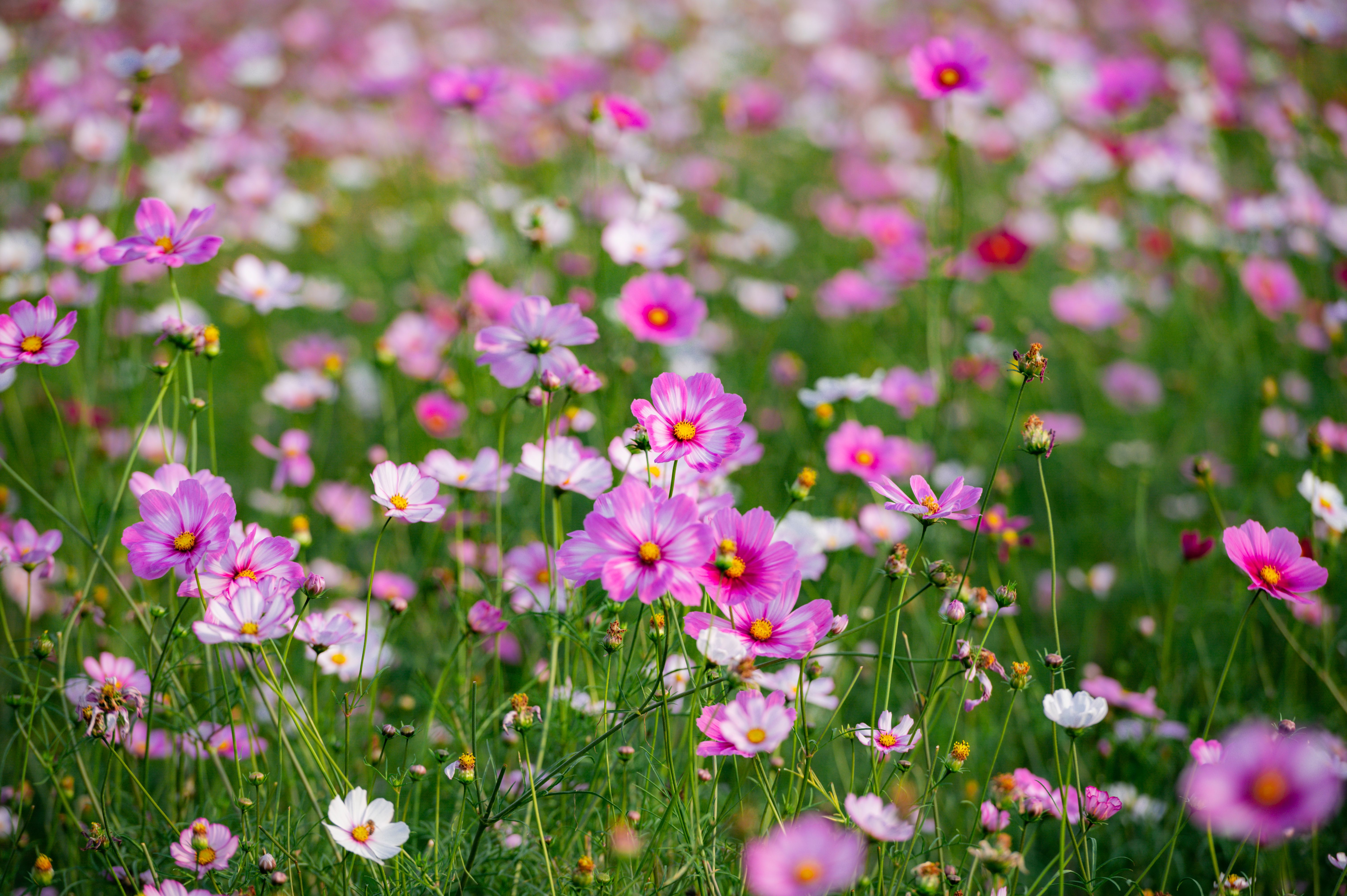 Vibrant Field of Pink Cosmos Flowers in Bloom · Free Stock Photo