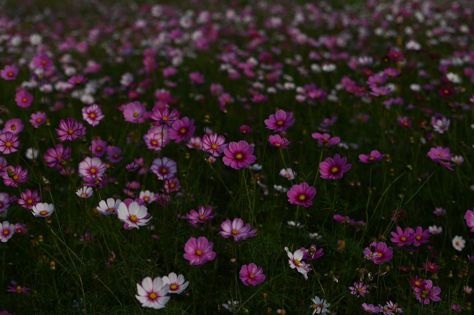 Nature Flowers Photos, Download The BEST Free Nature Flowers Stock ...