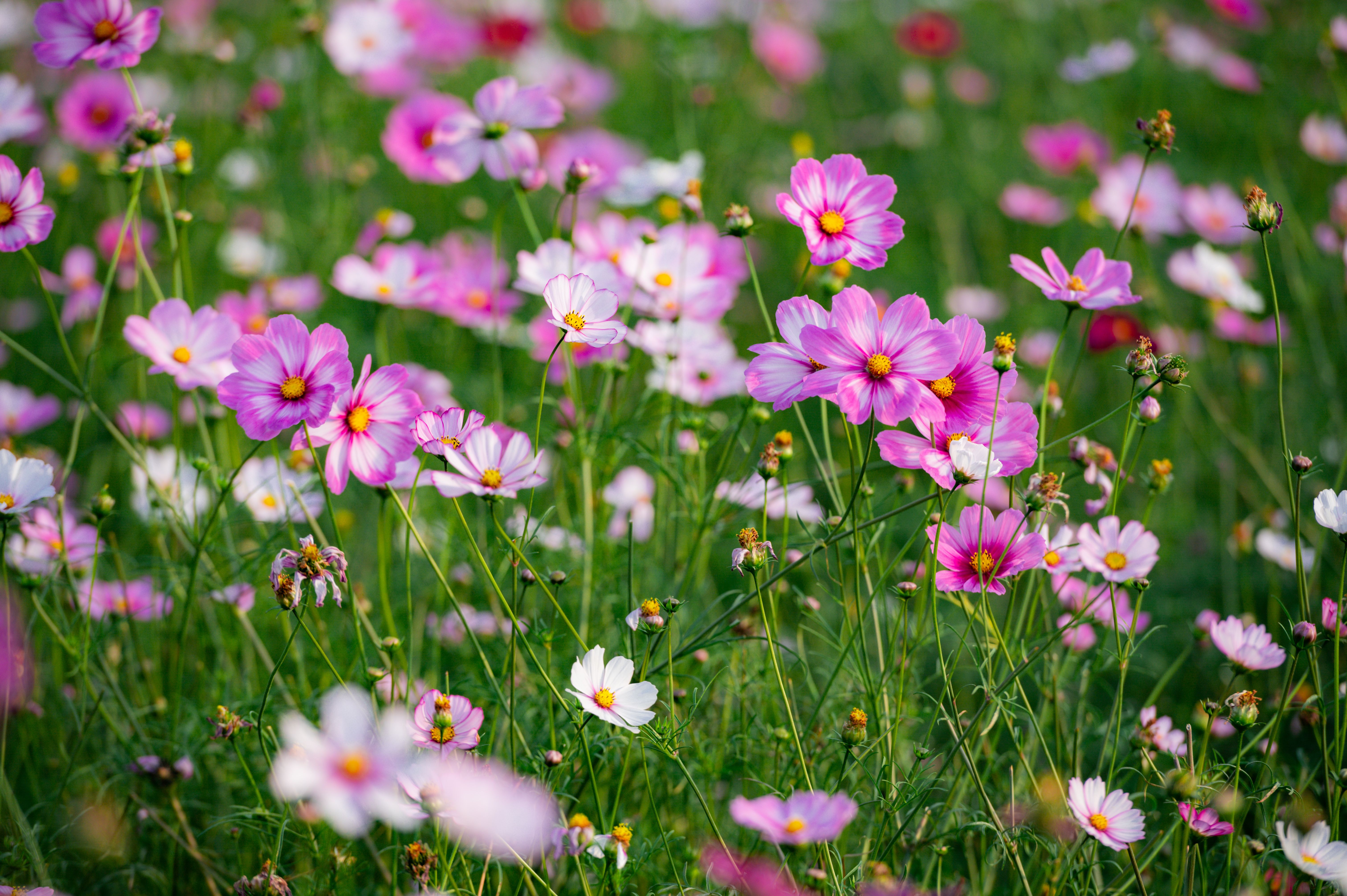 Leuchtend Rosa Und Weißen Kosmeen Blumen In Voller Blüte · Kostenloses ...