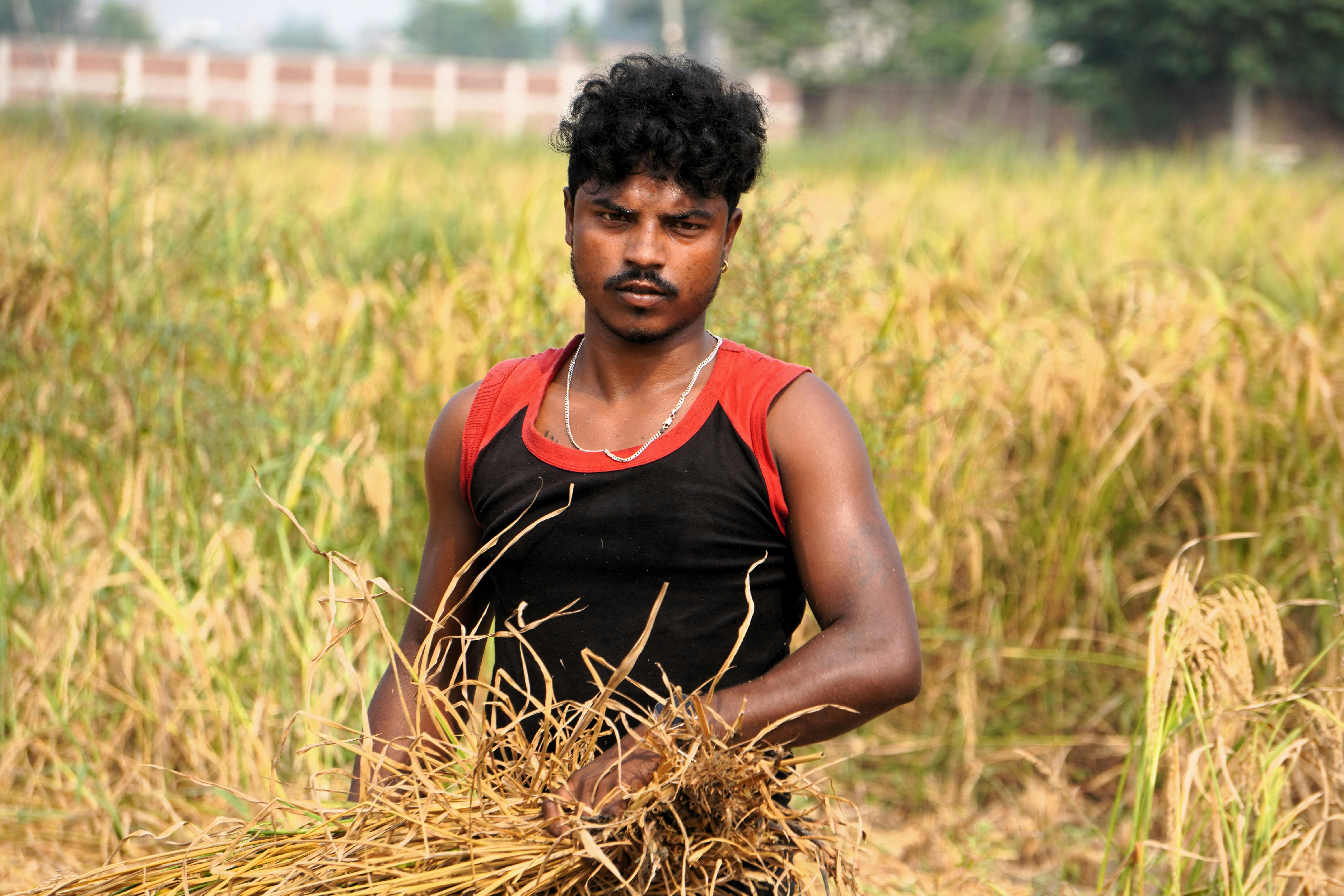 Young Farmer Harvesting Rice in Patna, India · Free Stock Photo