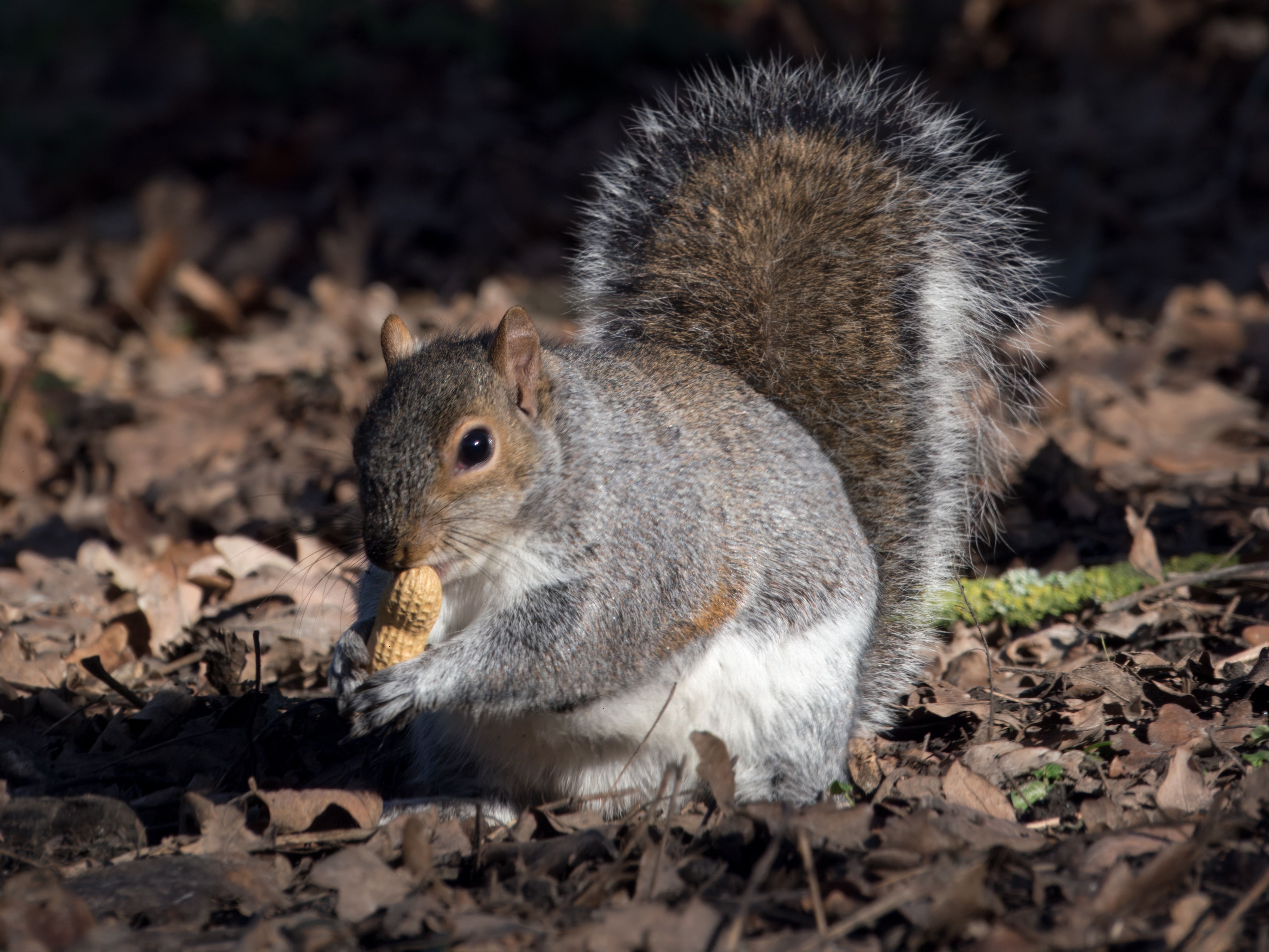 A Red Squirrel Gnawing a Conifer Cone · Free Stock Photo