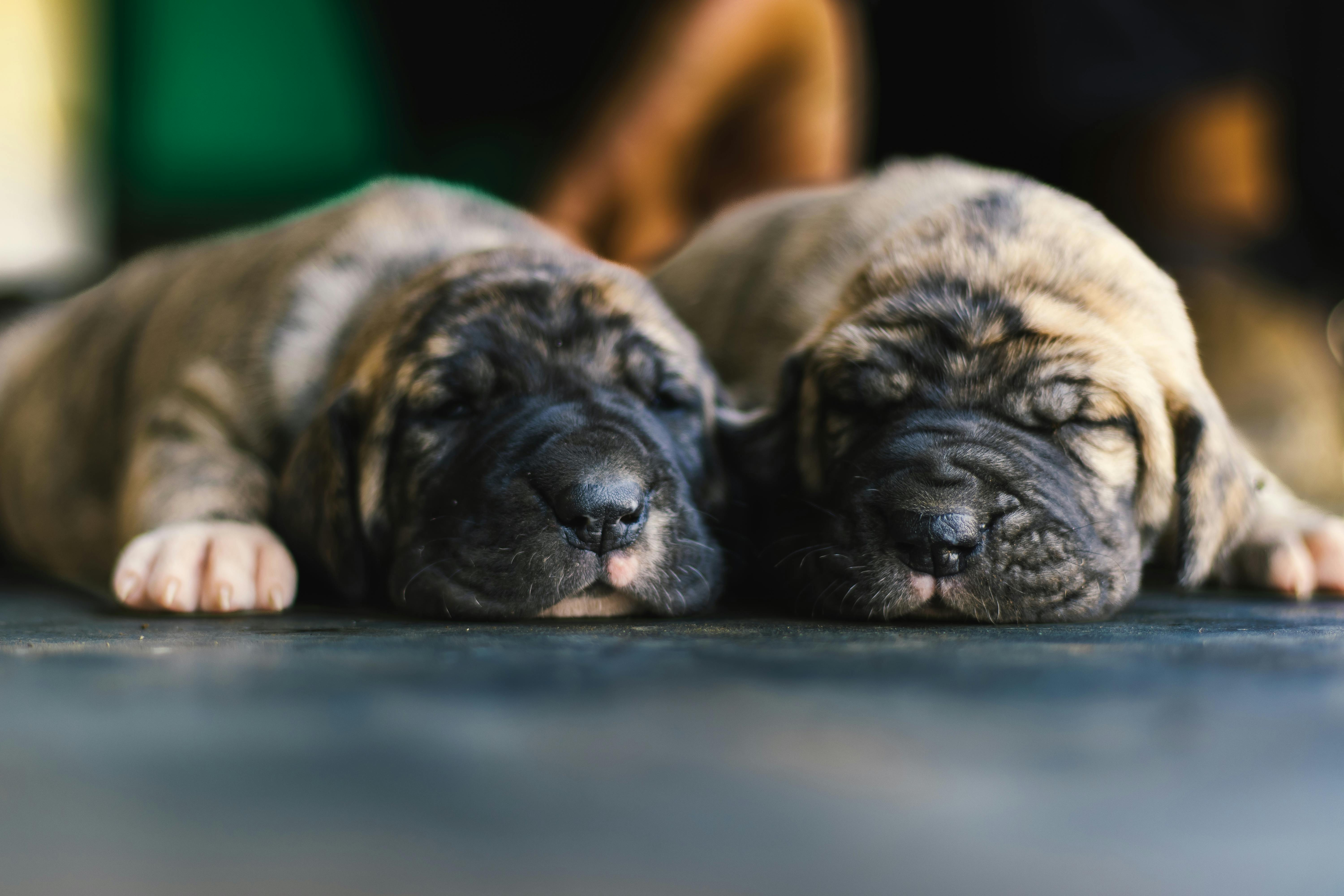 Dog Push Puppies Photos, Download The BEST Free Dog Push Puppies Stock ...