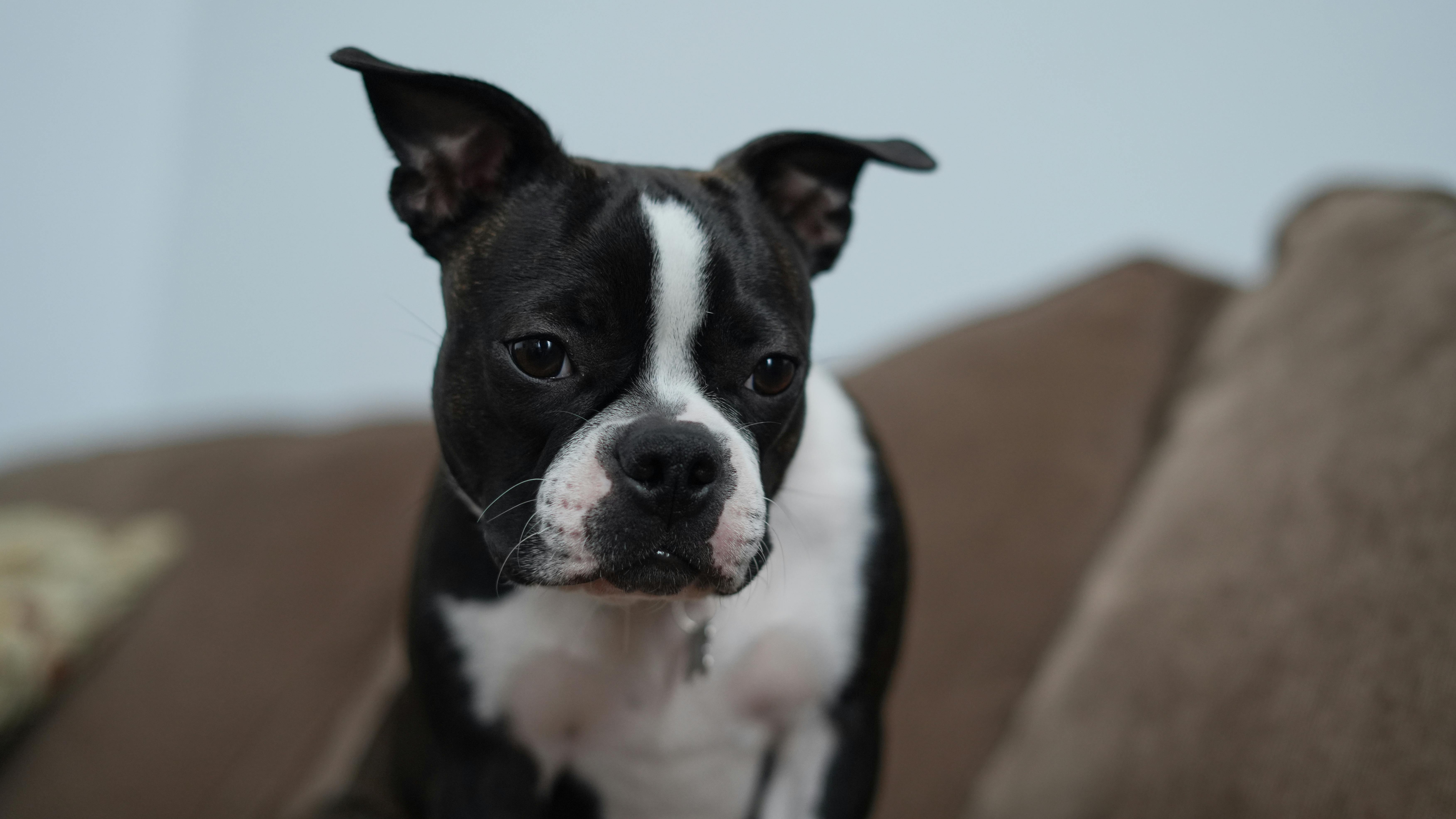 Adorable Boston Terrier with Floppy Ears · Free Stock Photo