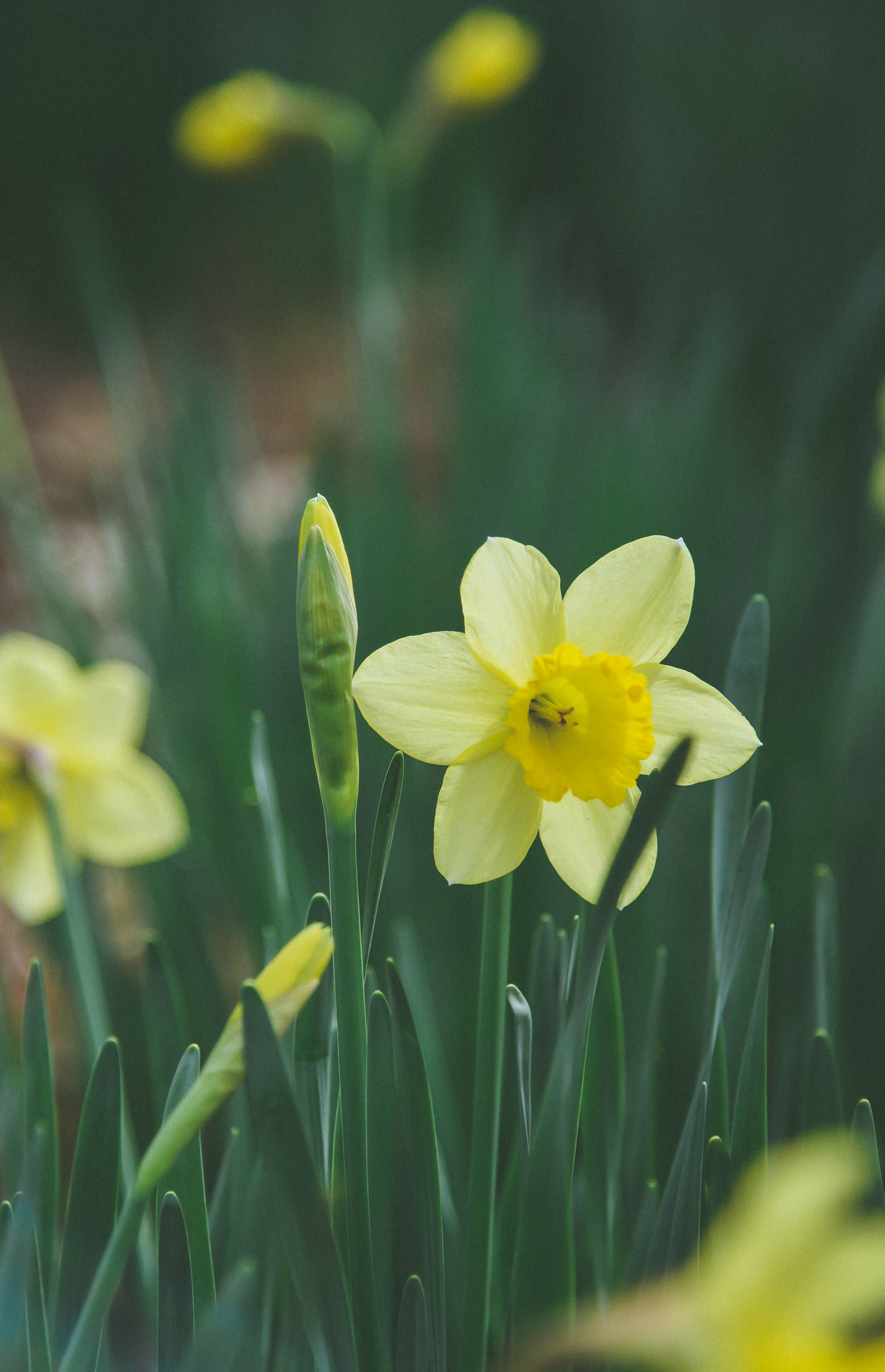 Yellow Daffodil Flowers in Full Bloom Outdoors · Free Stock Photo