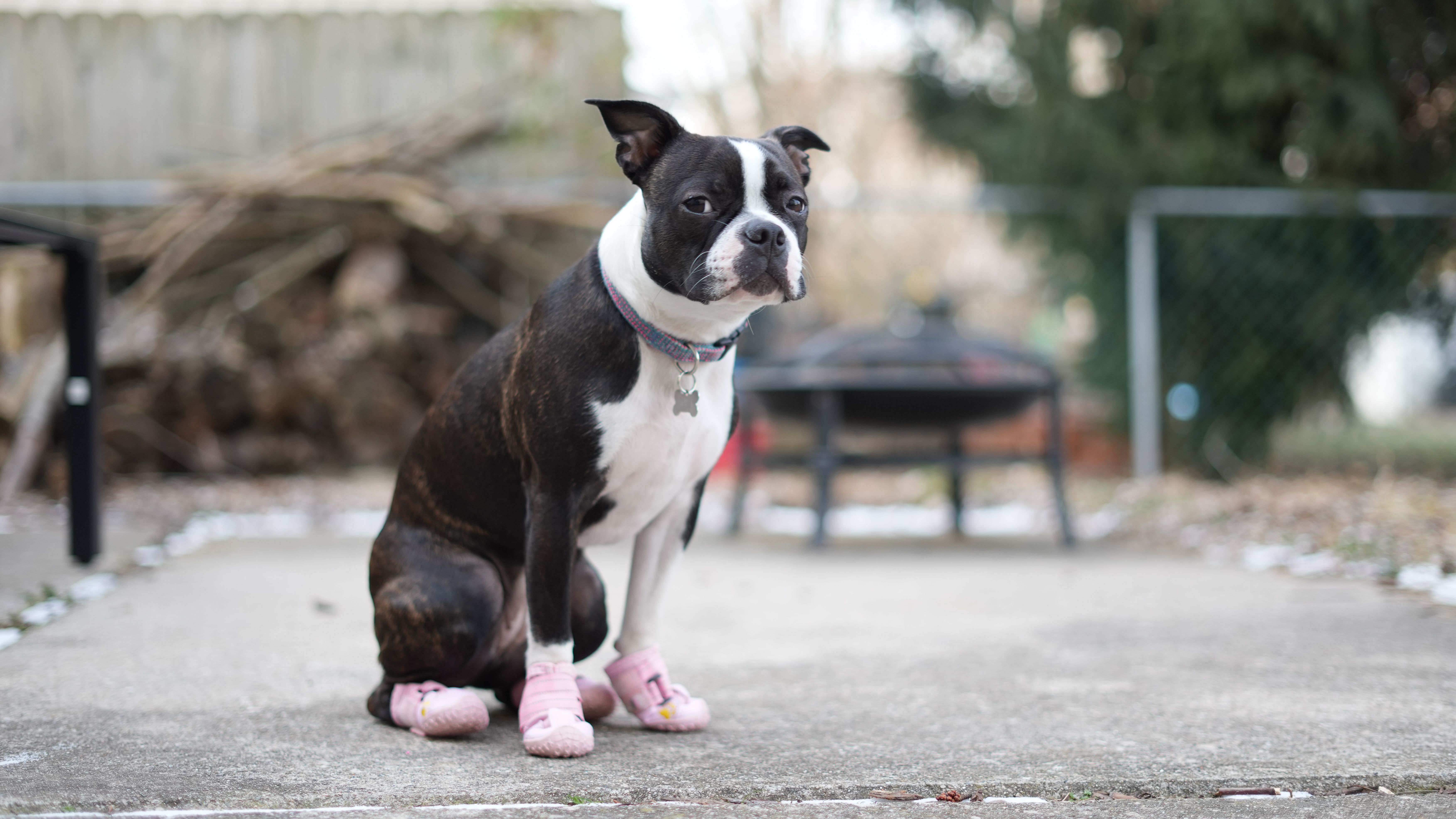 Adorable Boston Terrier in Pink Boots Outdoors · Free Stock Photo