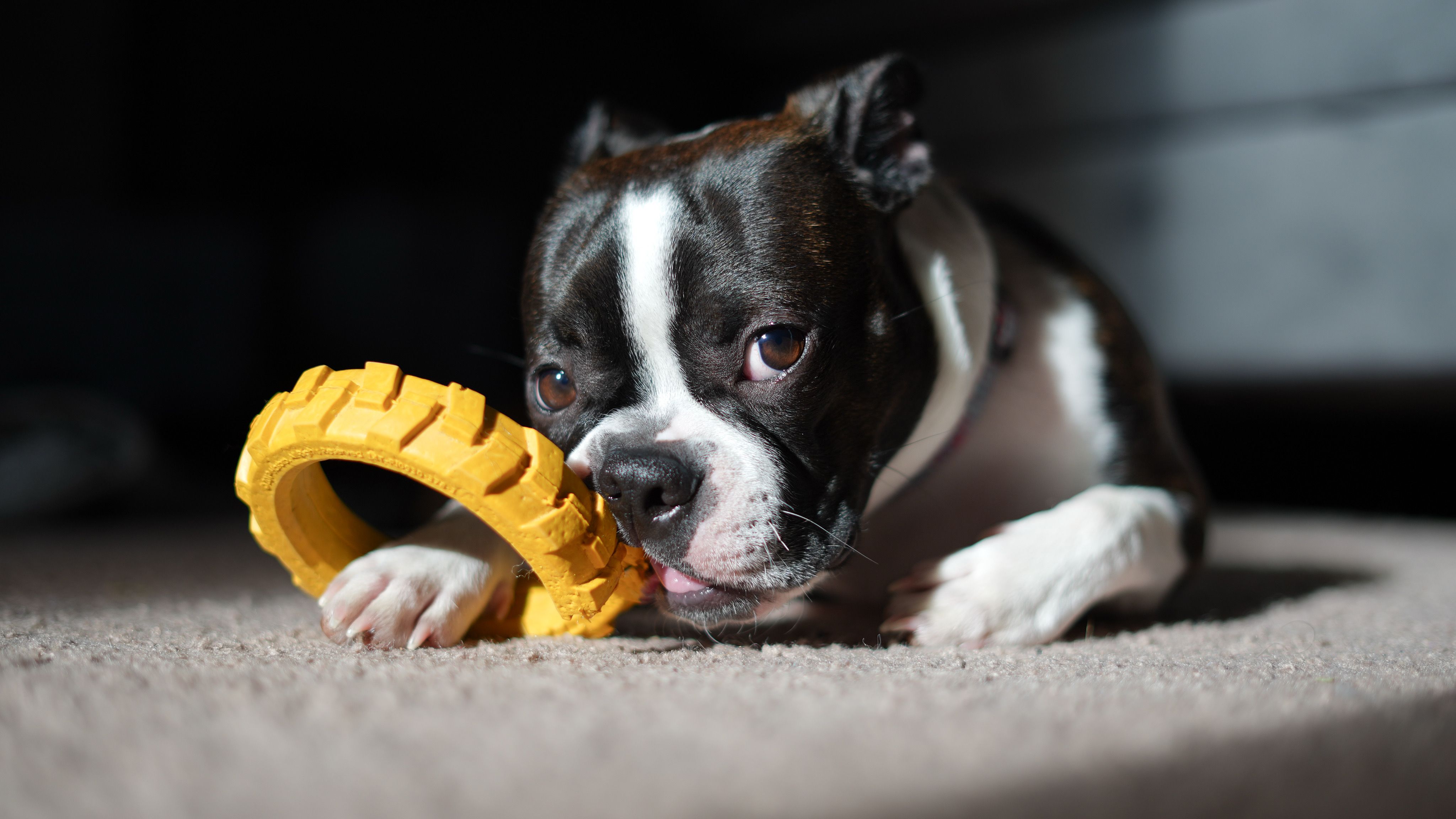 Chew Tupakka Photos, Download The BEST Free Chew Tupakka Stock Photos ...