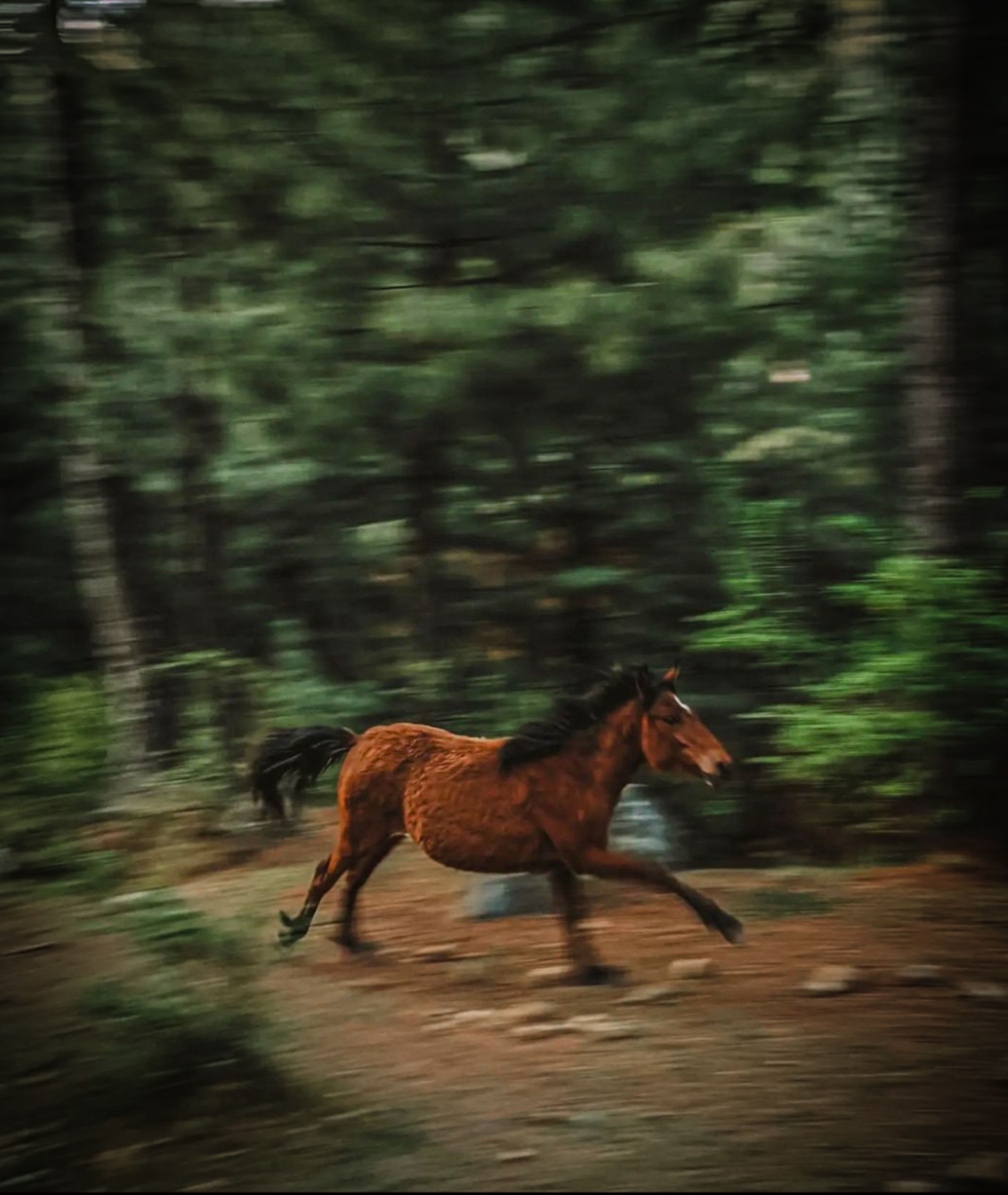 Wild Horse Running Through Forest Landscape · Free Stock Photo