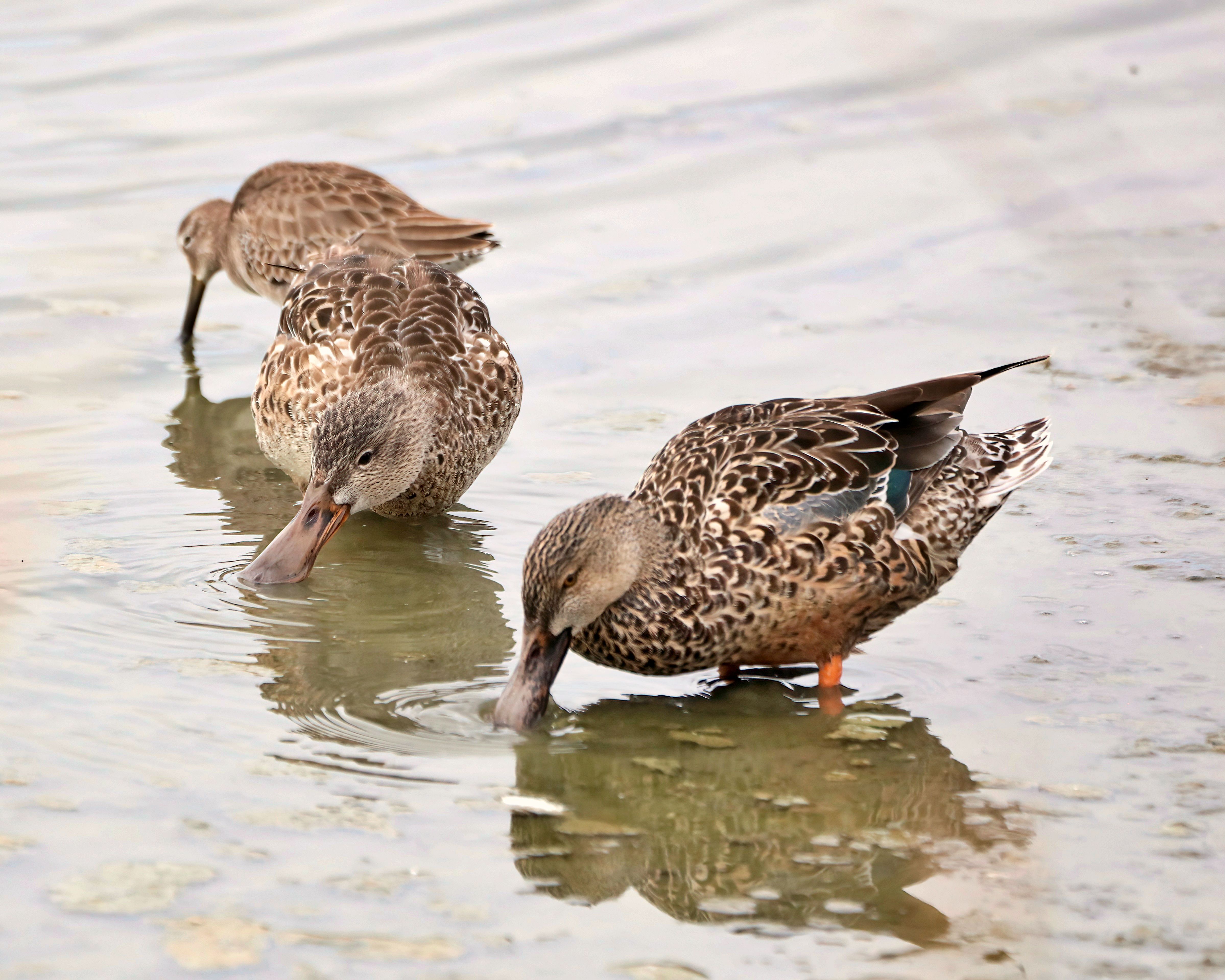 Poor Animals Feeding Photos, Download The BEST Free Poor Animals ...