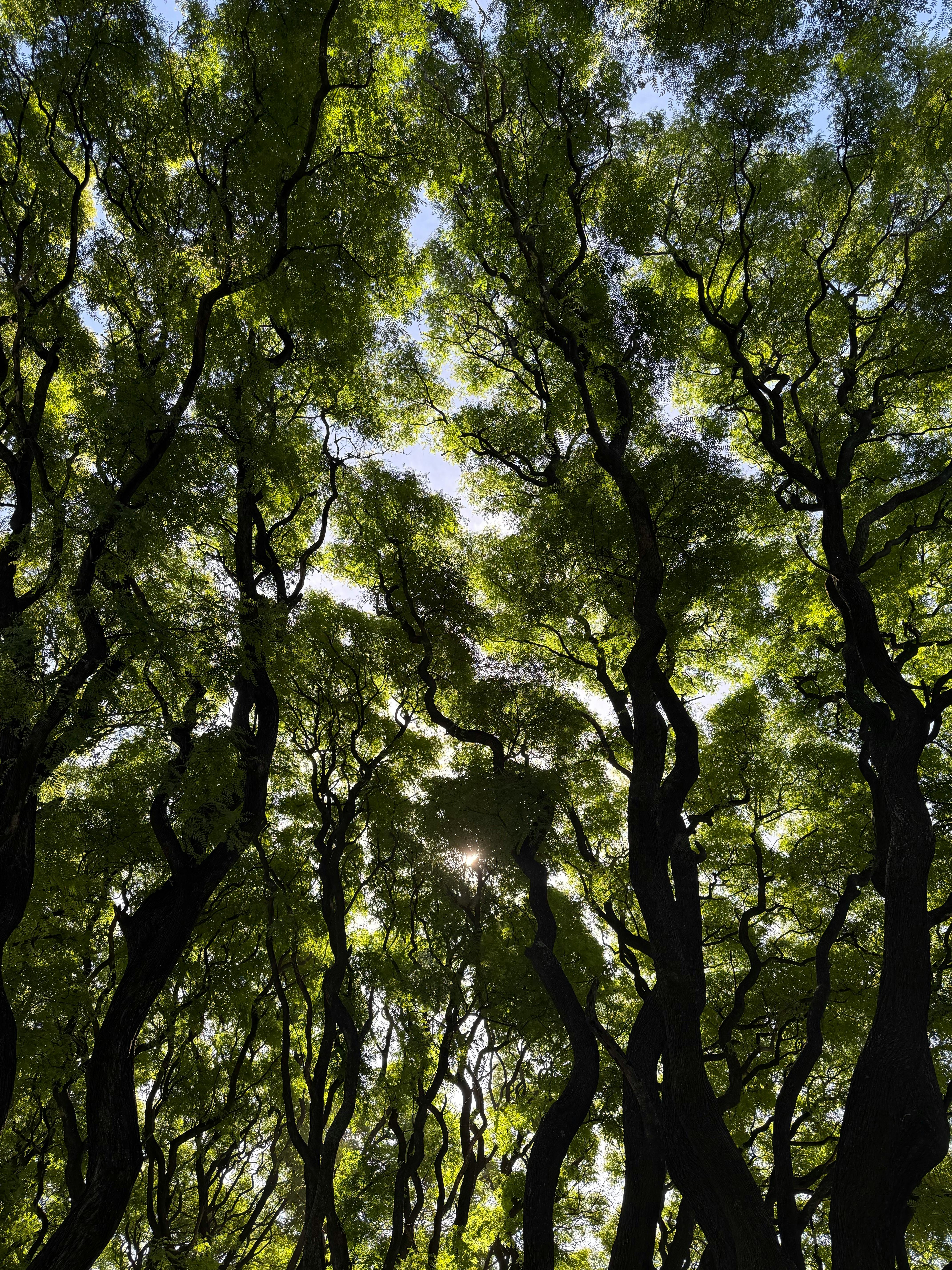 Majestic View of Entwining Tall Trees in Argentina · Free Stock Photo