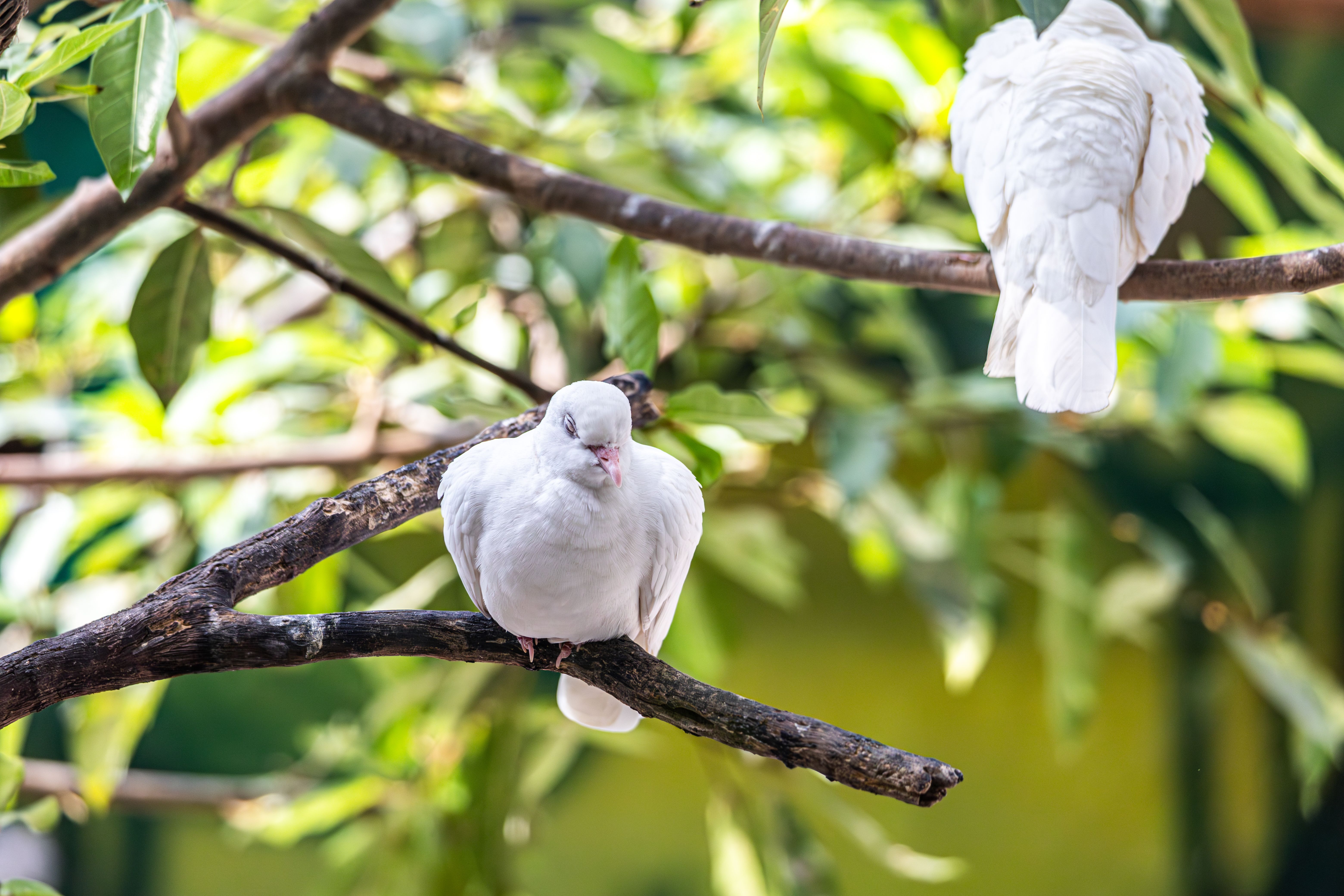 Two White Doves Resting on Tree Branch · Free Stock Photo