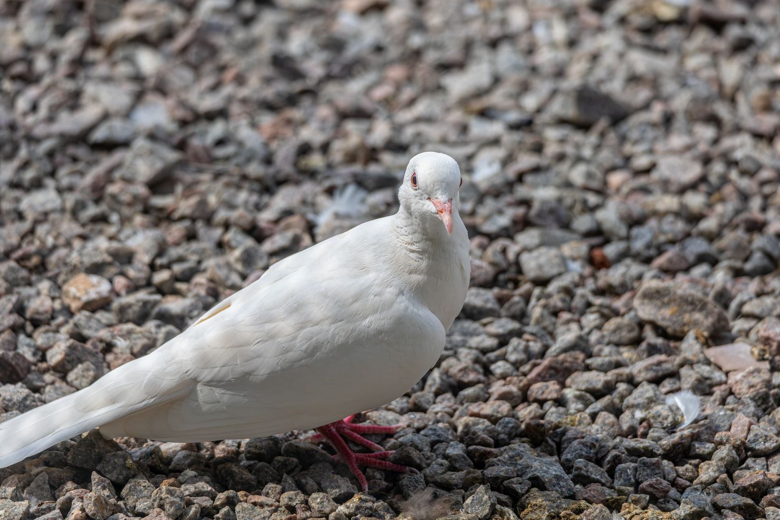 White Dove Photos, Download The BEST Free White Dove Stock Photos & HD ...