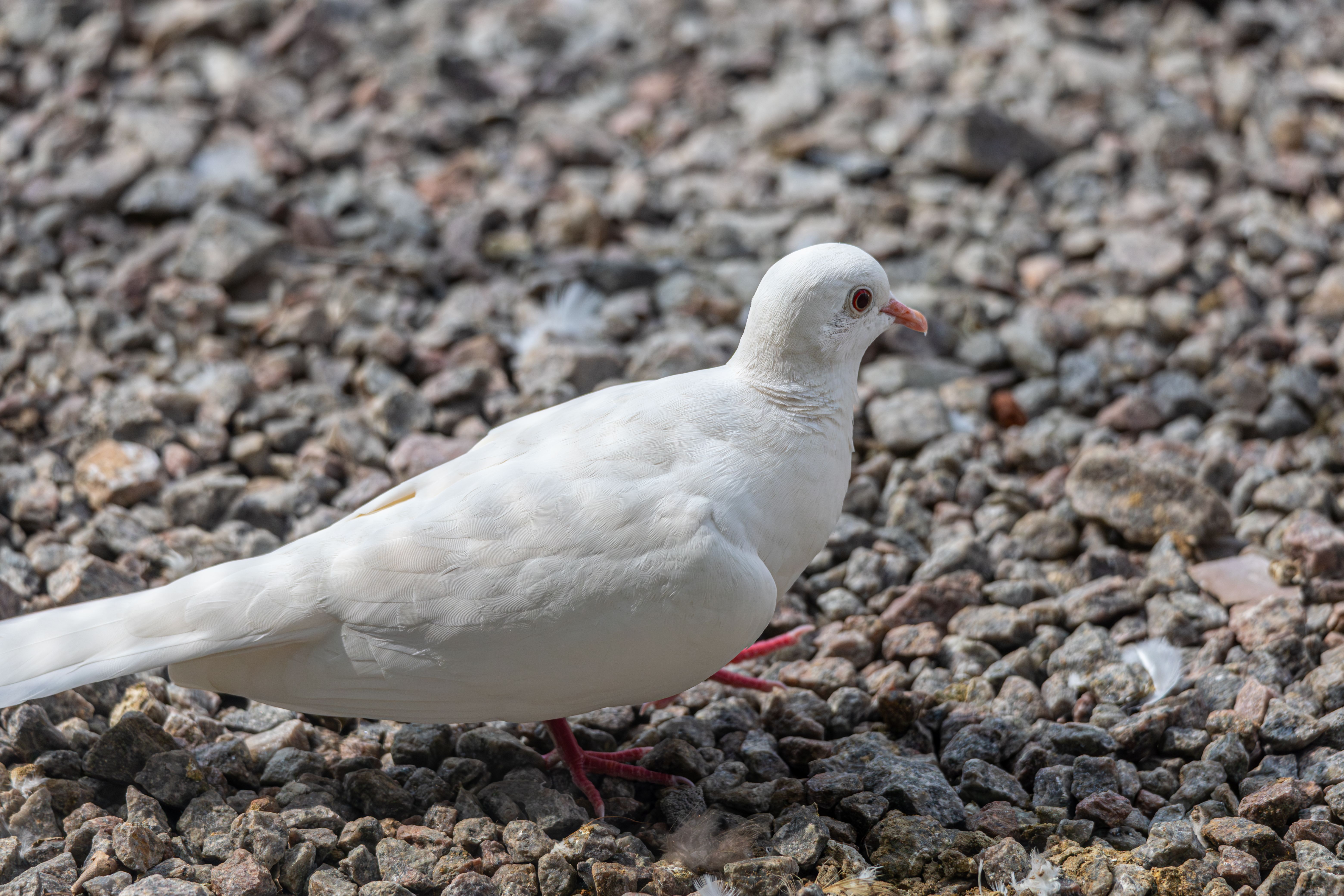 White Dove Walking on Gravel Surface · Free Stock Photo