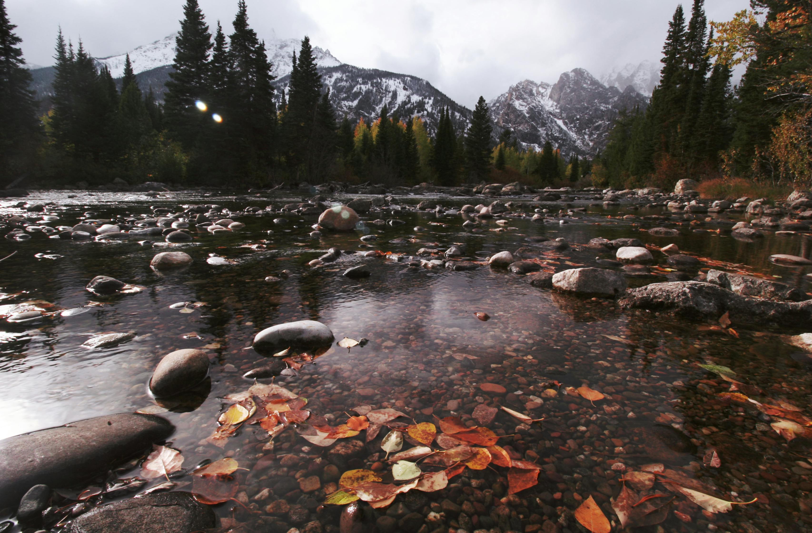 Tall Trees Beside Water Stream · Free Stock Photo