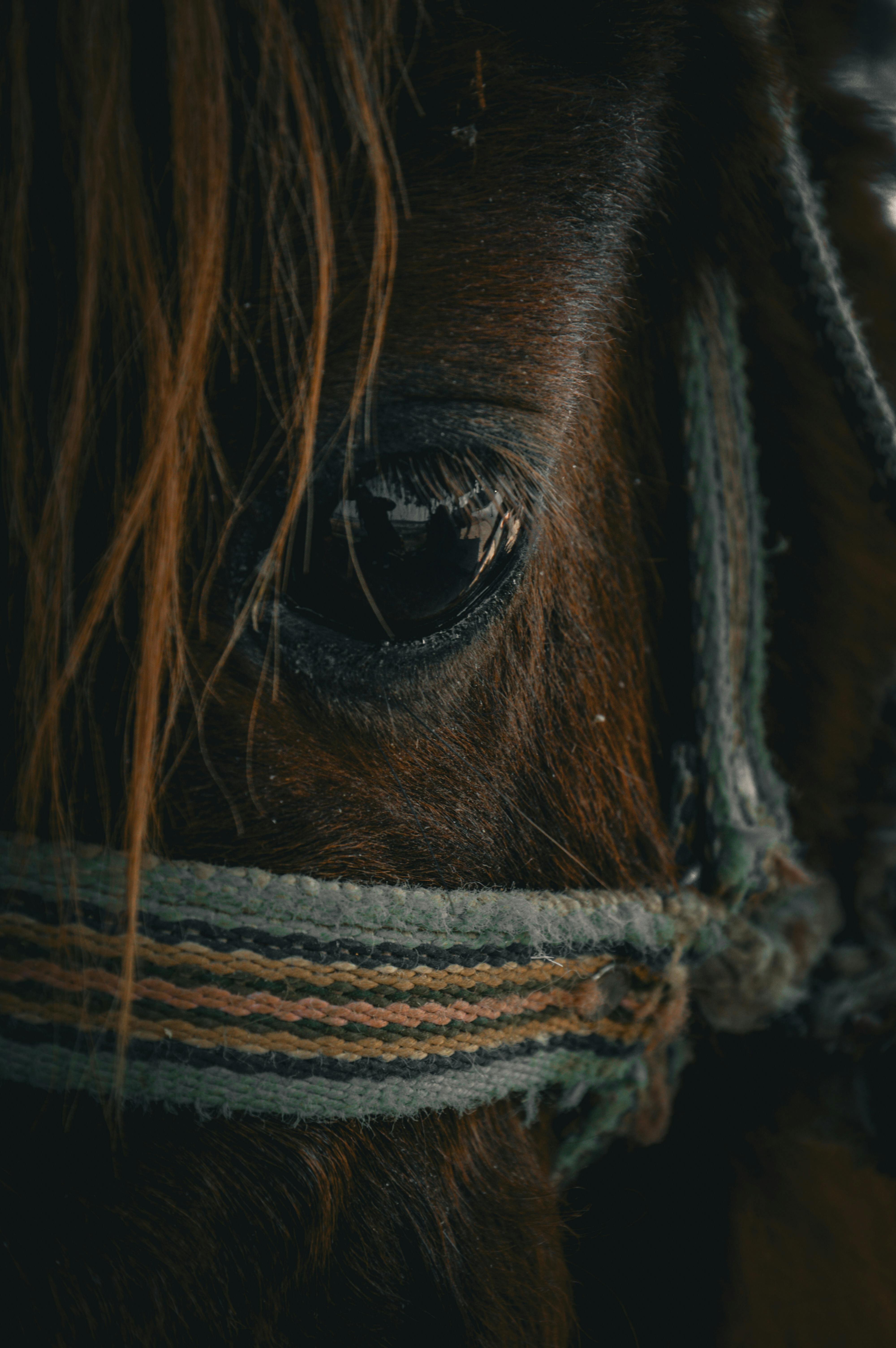 Close-Up of Horse Eye with Bridle · Free Stock Photo